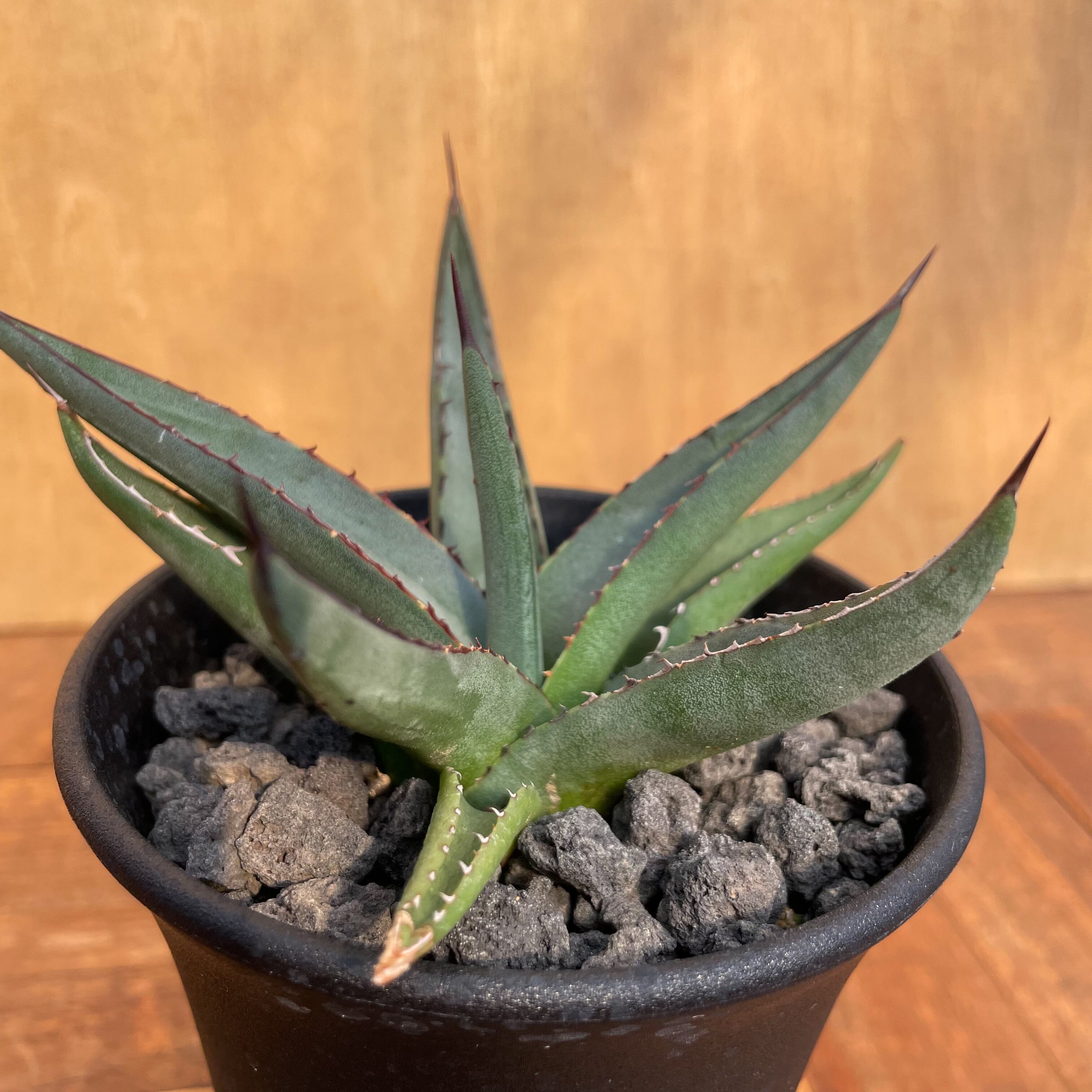 Agave nigra “Shark Skin”【アガベ・ニグラ・シャークスキン】 | RIMO'S GREEN 【Saboten ...