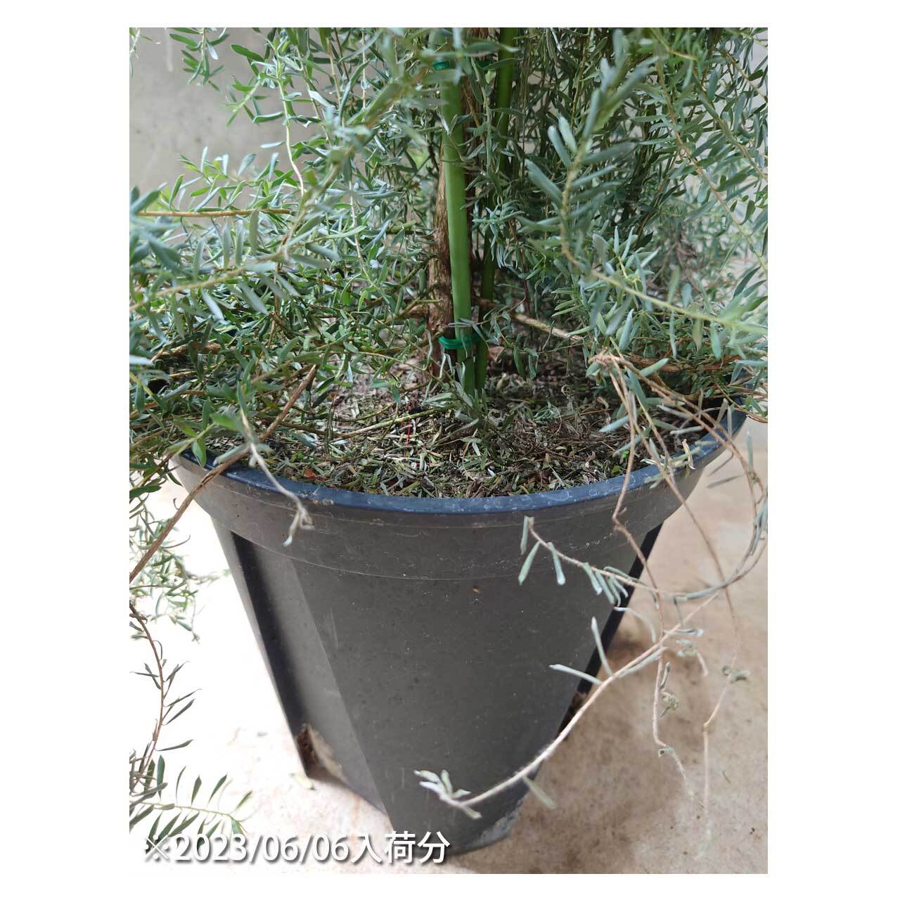 White tea tree | Seeding