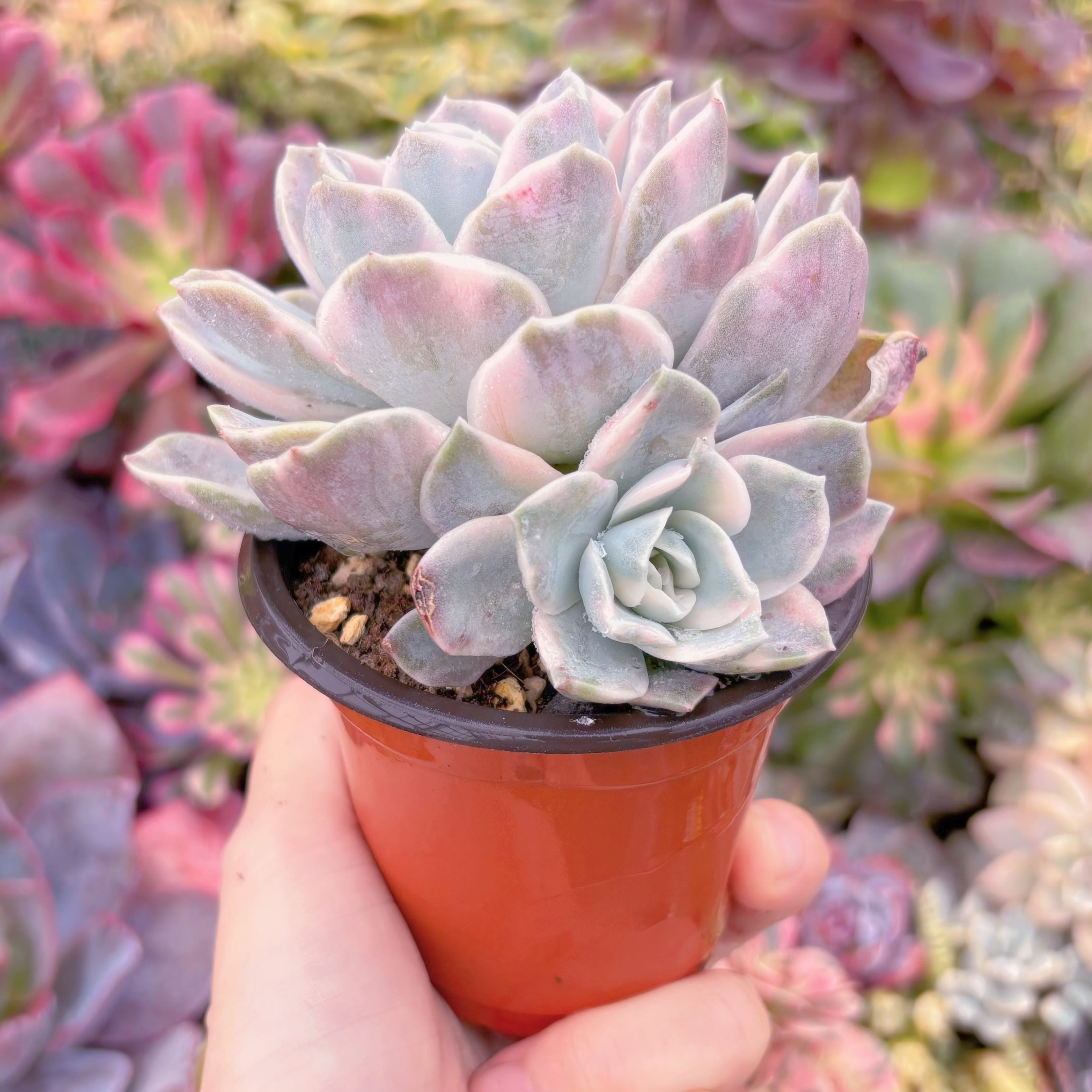 現品 ラブリーローズx白牡丹錦#909 新入荷 るる農園 | るる農園~多肉植物専門