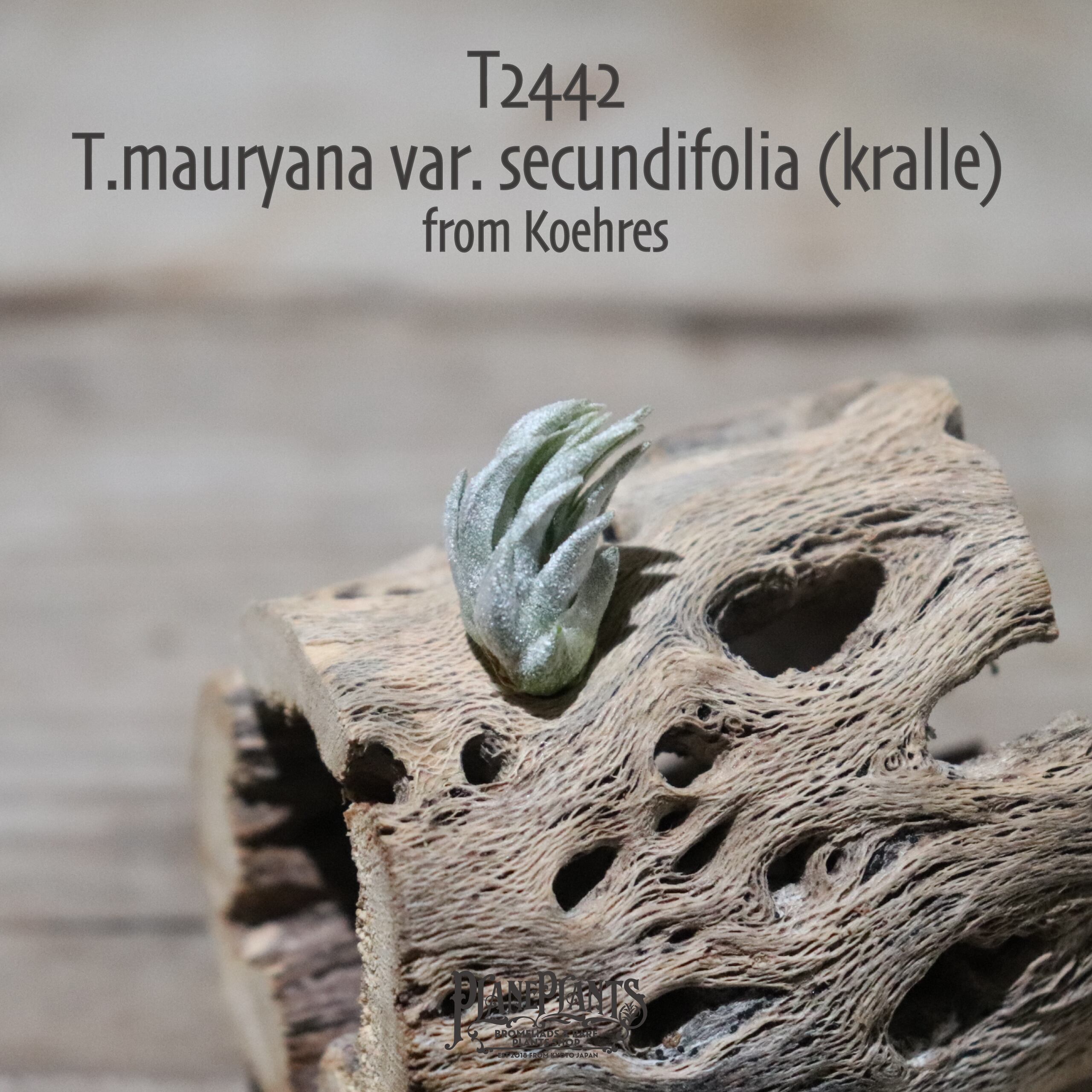 【reserved】mauryana var. secundifolia (kralle) from Koehres〔エアプランツ〕現品発送T2442 | plane plants