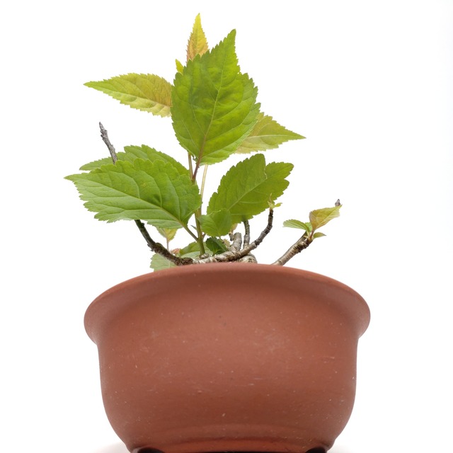 桜桃（サクランボ）盆栽 S014 | 盆栽創【Bonsaisou】