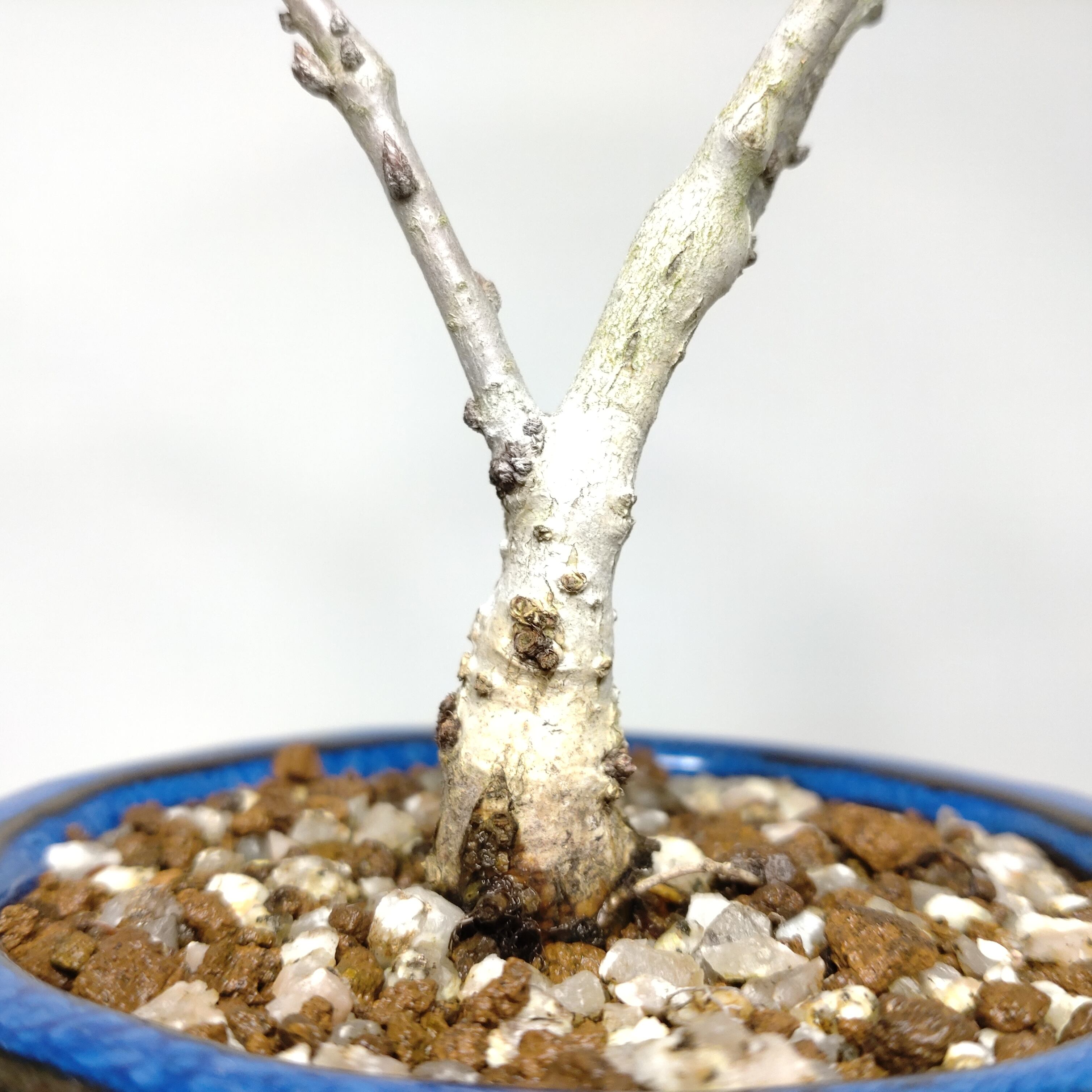 小楢（コナラ）盆栽 S009 | 盆栽創【Bonsaisou】