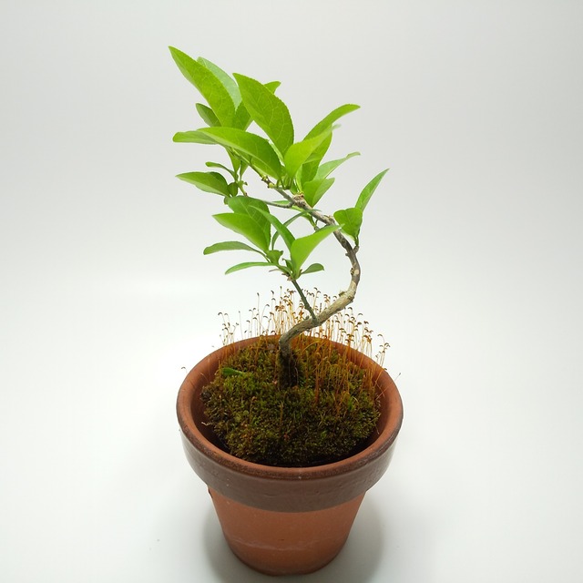 マユミ（真弓）S005 | 盆栽創【Bonsaisou】