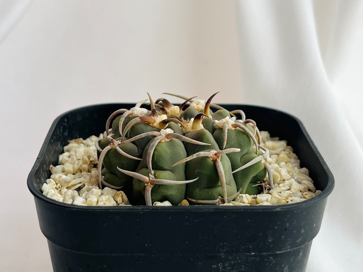 ご注文品 | plants MARU ーサボテン・多肉植物のお店ー