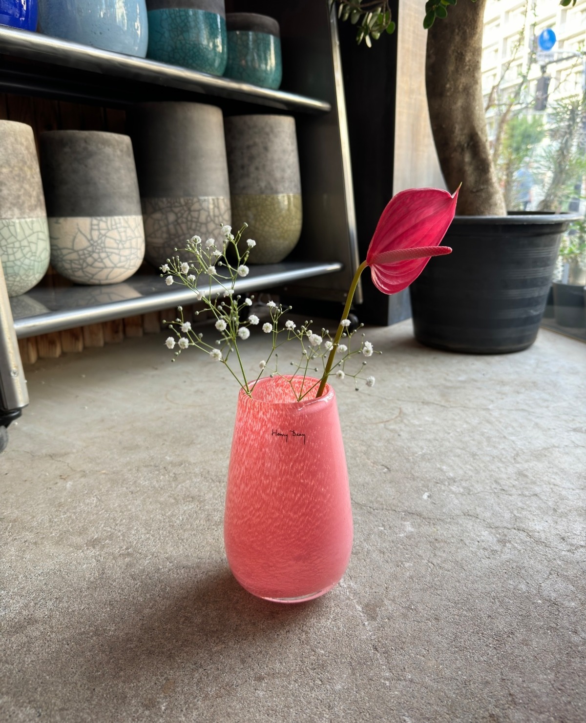 Henry Dean V.Stromboli XS スウィート | HANACHO exotics plants