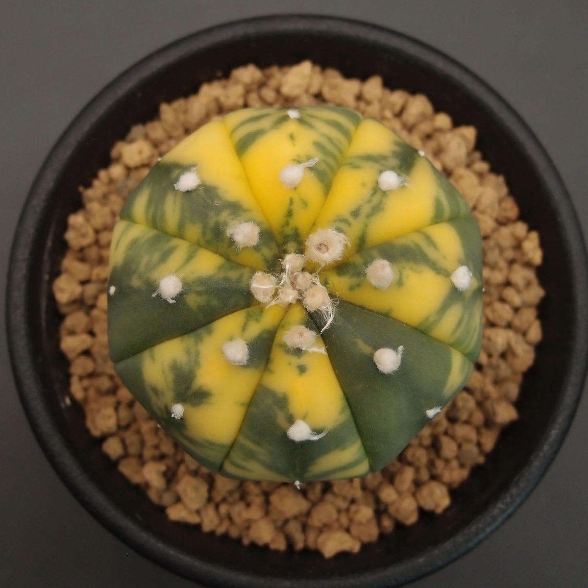 瑠璃兜錦 (2503-N05)：アストロフィツム属 ※実生 | 万緑 BAN RYOKU