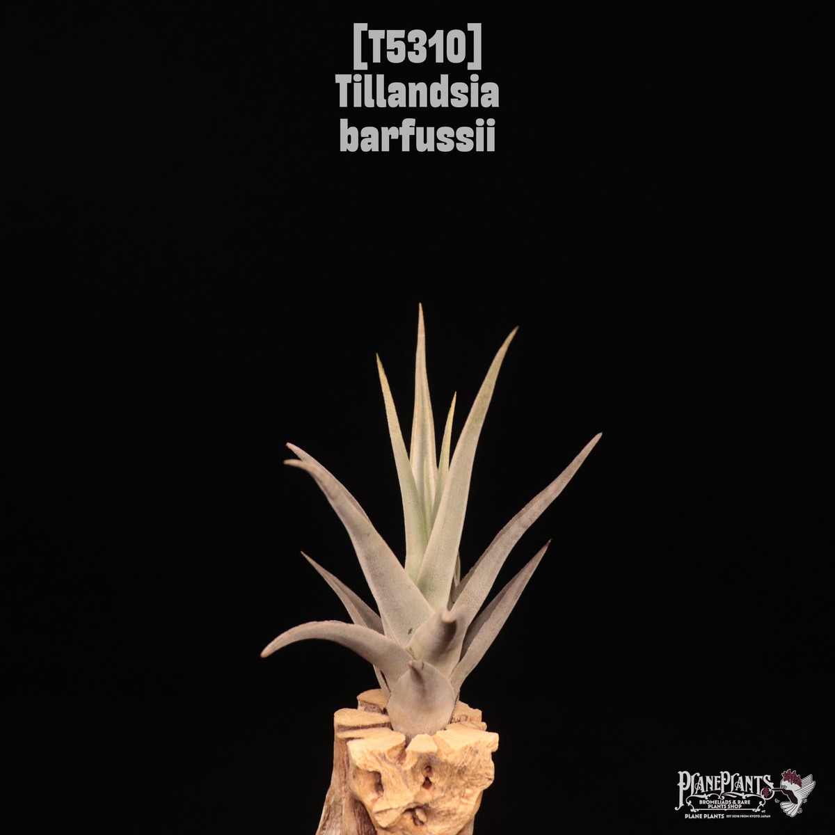 【reserved】barfussii〔エアプランツ〕現品発送T5310 | plane plants