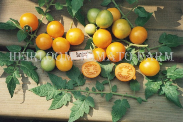 Heirloom Tomato® Sundrop エアルーム・トマト・サンドロップ | Heirloom Tomato Farm