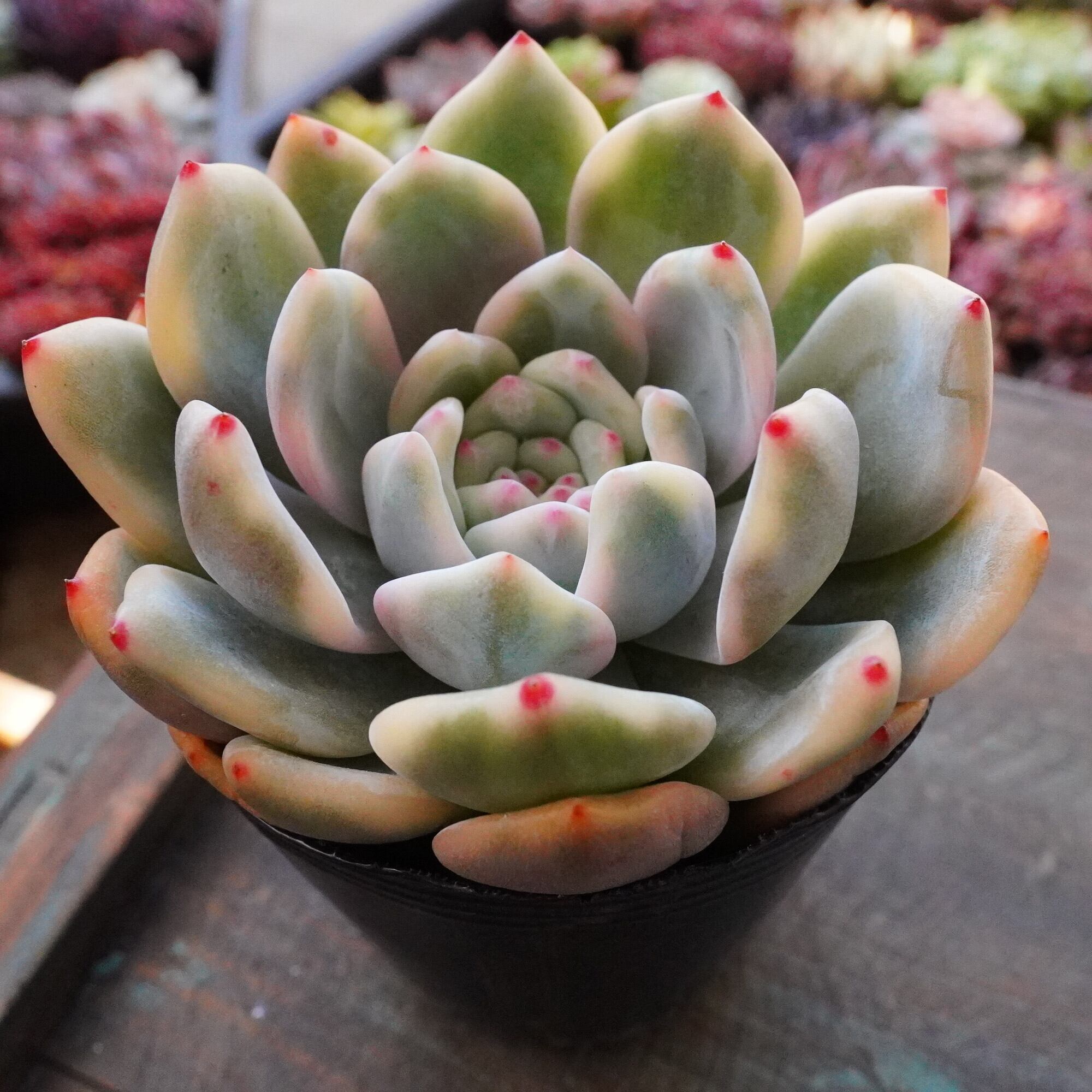 【モンロー錦 2】エケベリア 斑入り 育てやすい 韓国多肉 | E-TANIKU