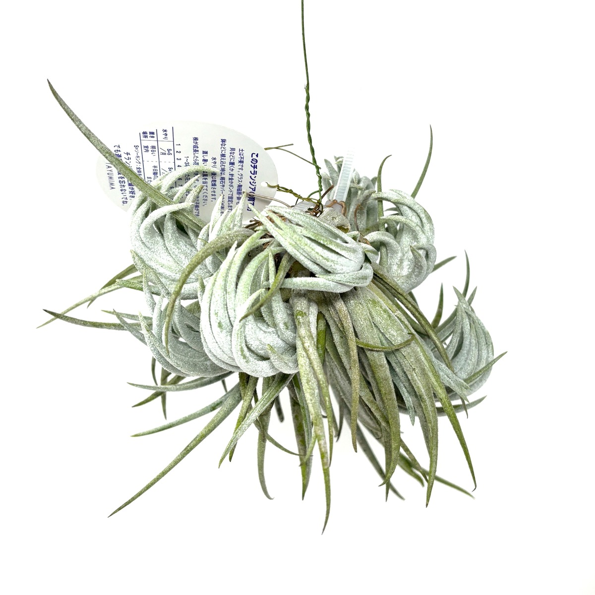 チランジア プエブレンシス【135】 | PROTOLEAF プロトリーフ