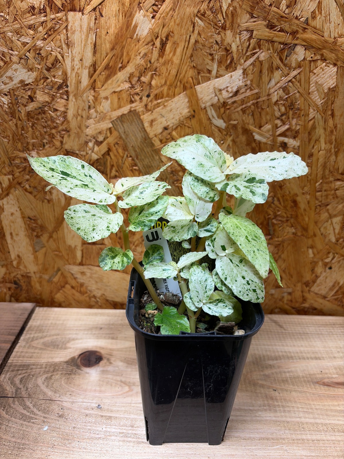 Pellionia repens variegata | Hana.Green.Works