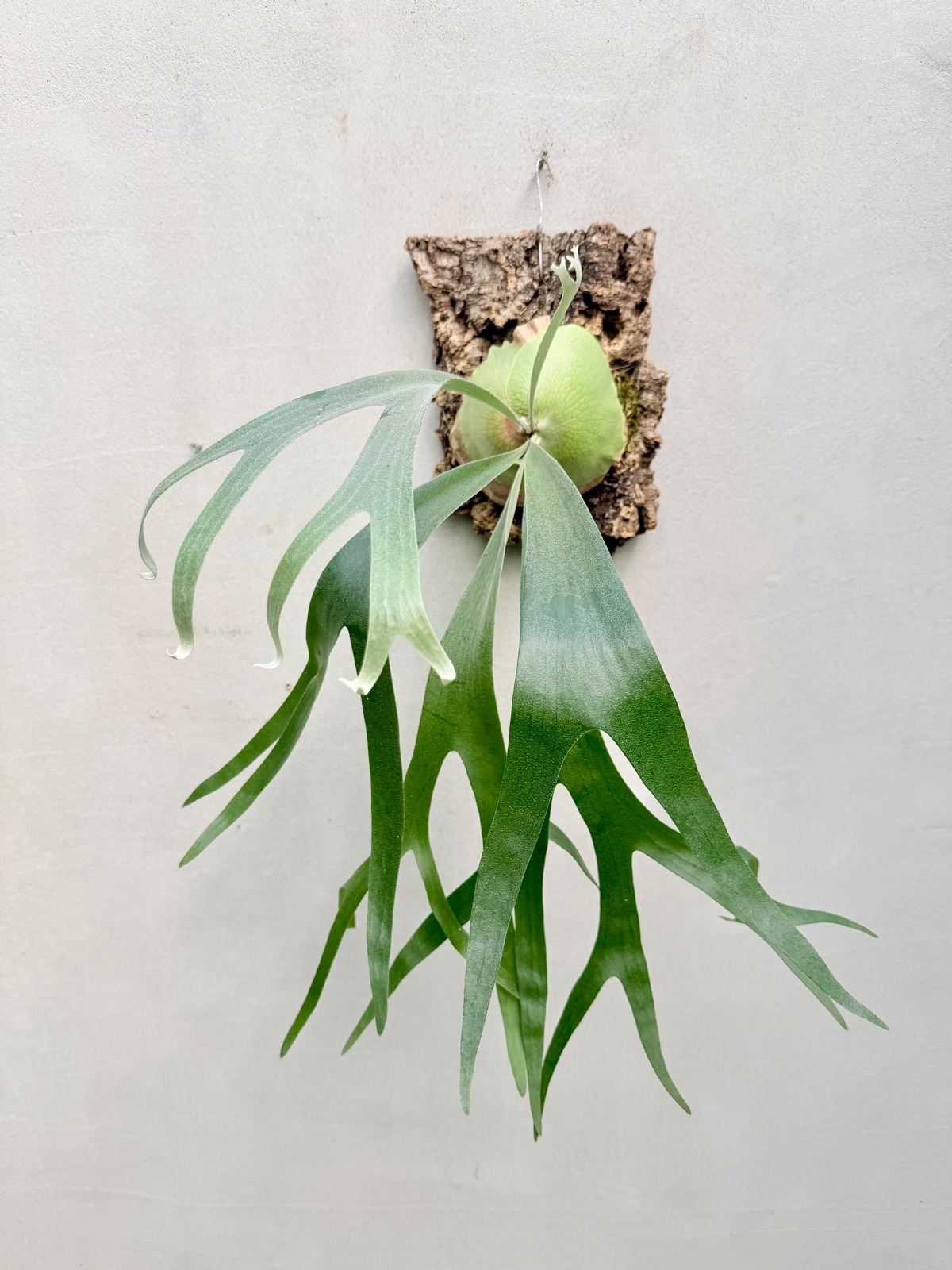 P. 'Monkey Dancing' ビカクシダ 'モンキーダンシング' | vandaka plants