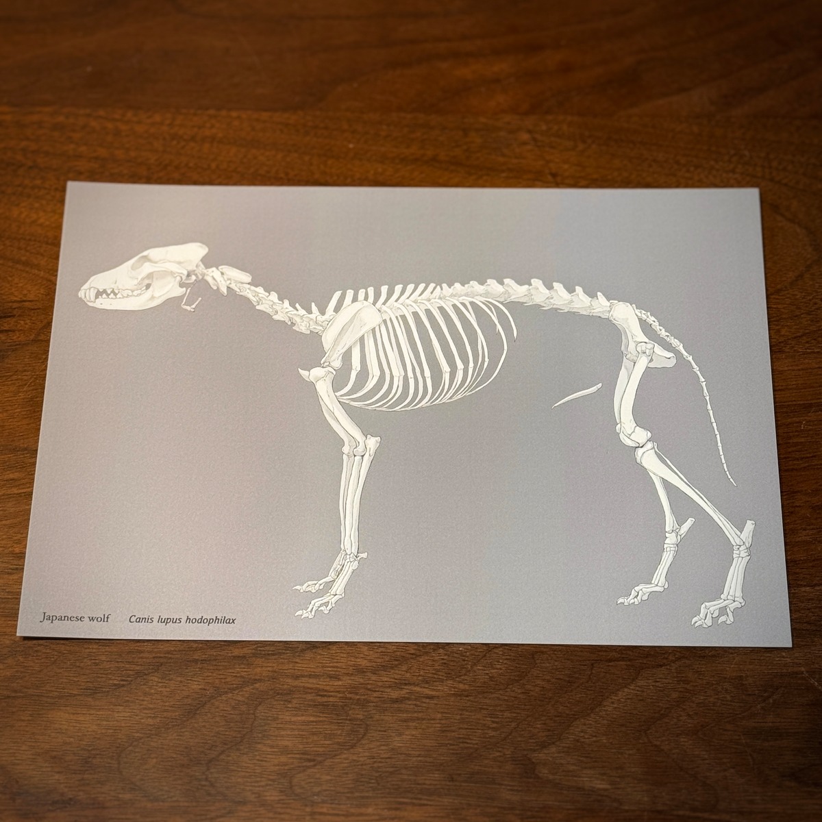 ニホンオオカミ 骨格図 A5ポスター | 伏見ゆき（fushimi yuki）art shop