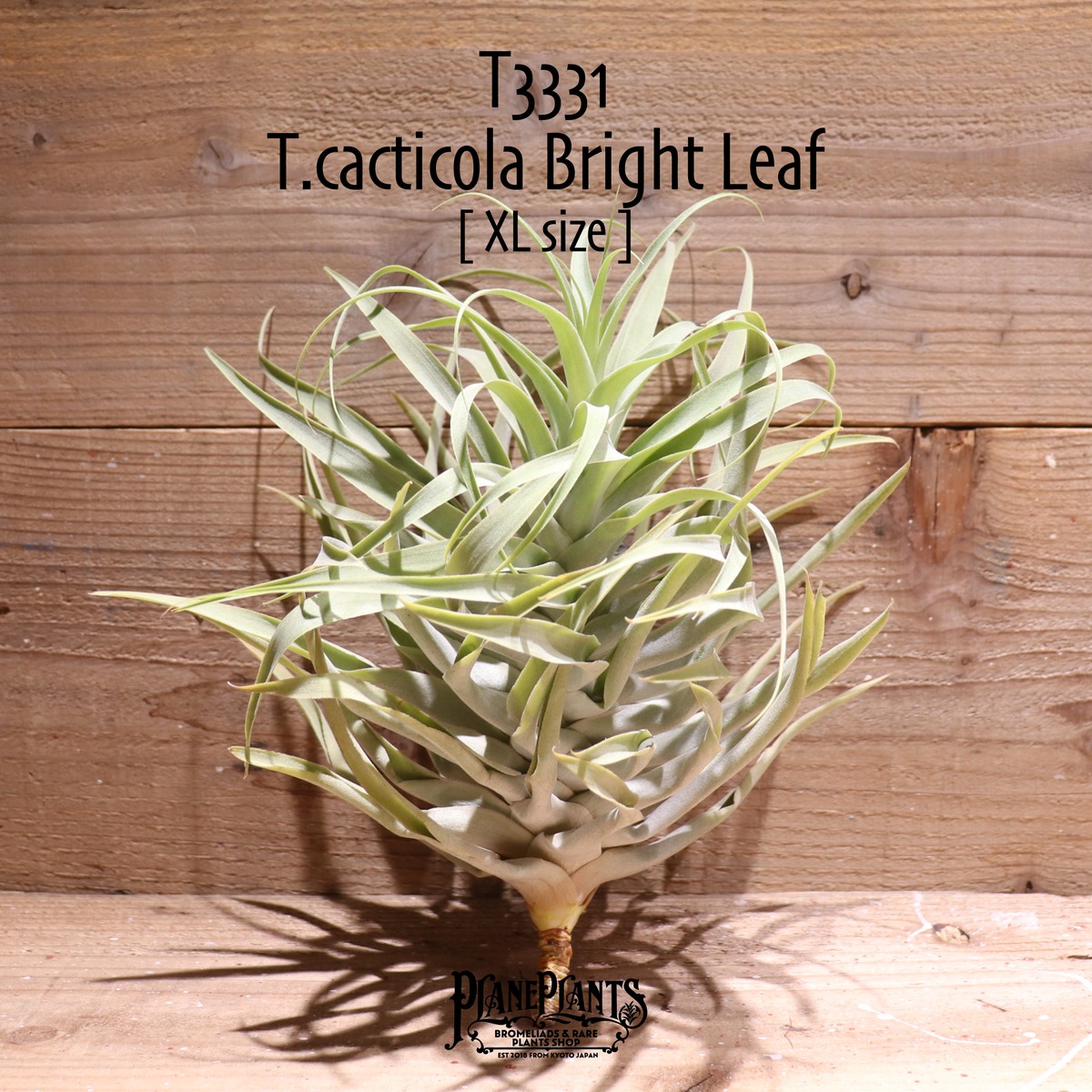 【送料無料】cacticola Bright Leaf〔エアプランツ〕現品発送T3331 | plane plants