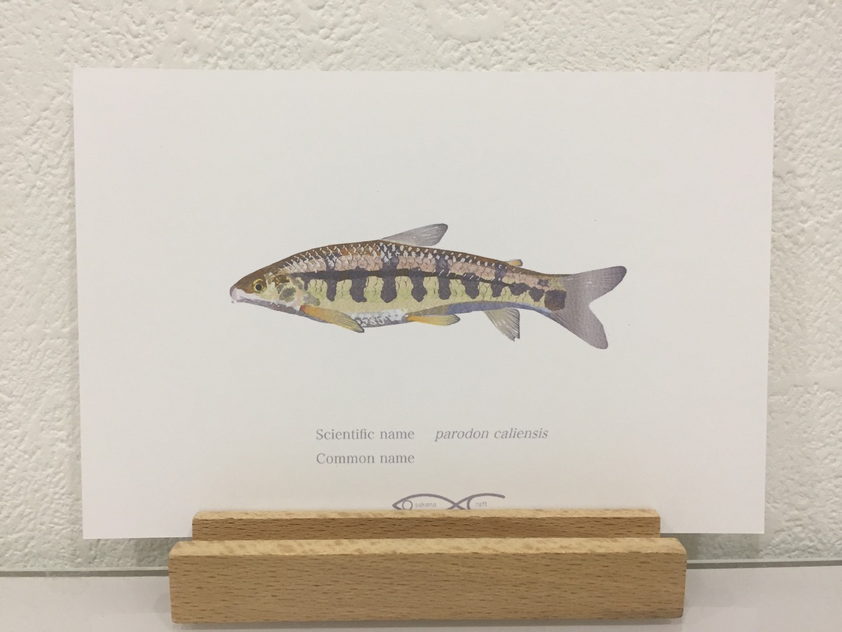 Parodon caliensis Drawing Postcard | Osakanacraft