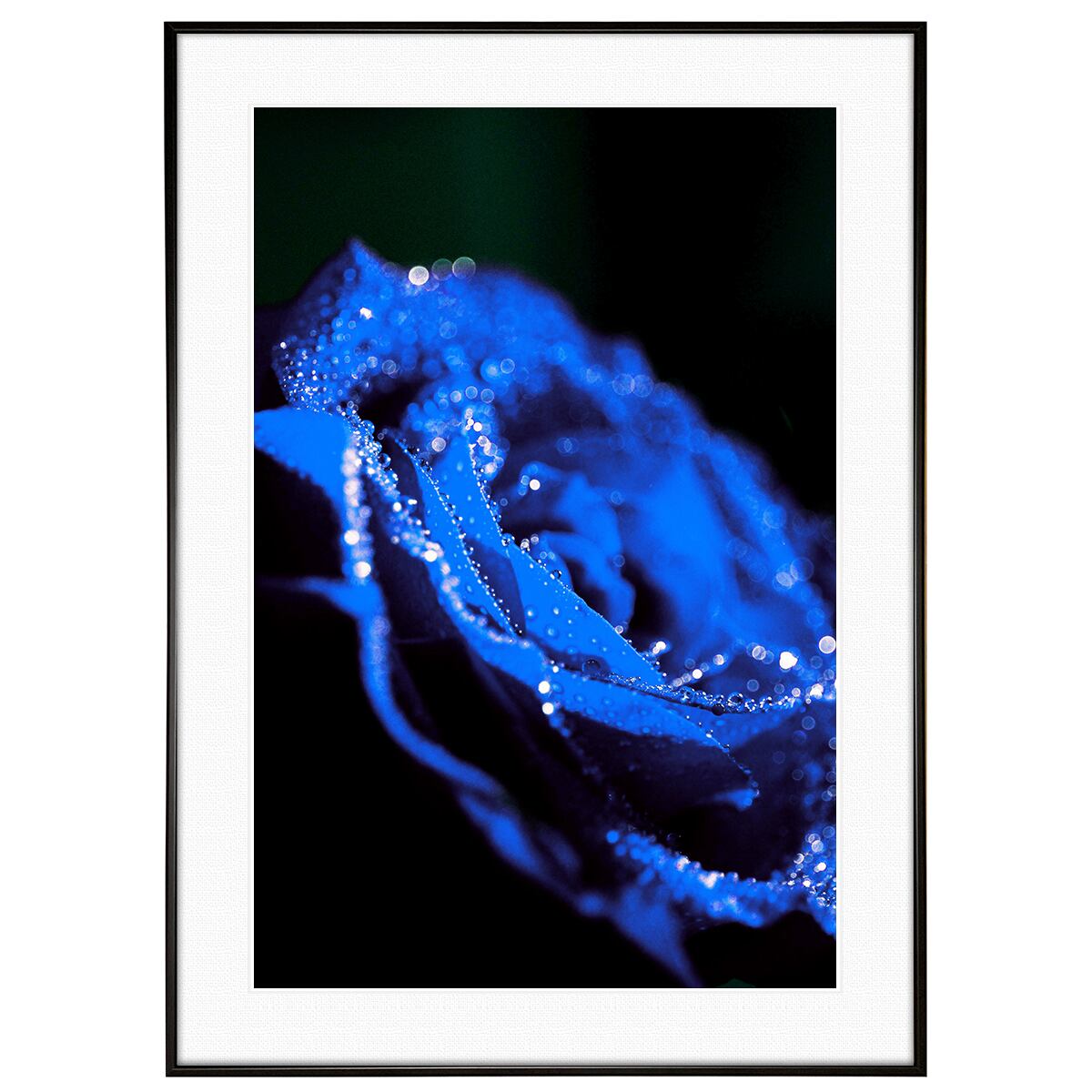 花写真 青いバラ(薔薇・ブルーローズ) インテリアアート額装 AS2729 | インテリアアート写真・通販のアートスクワッド