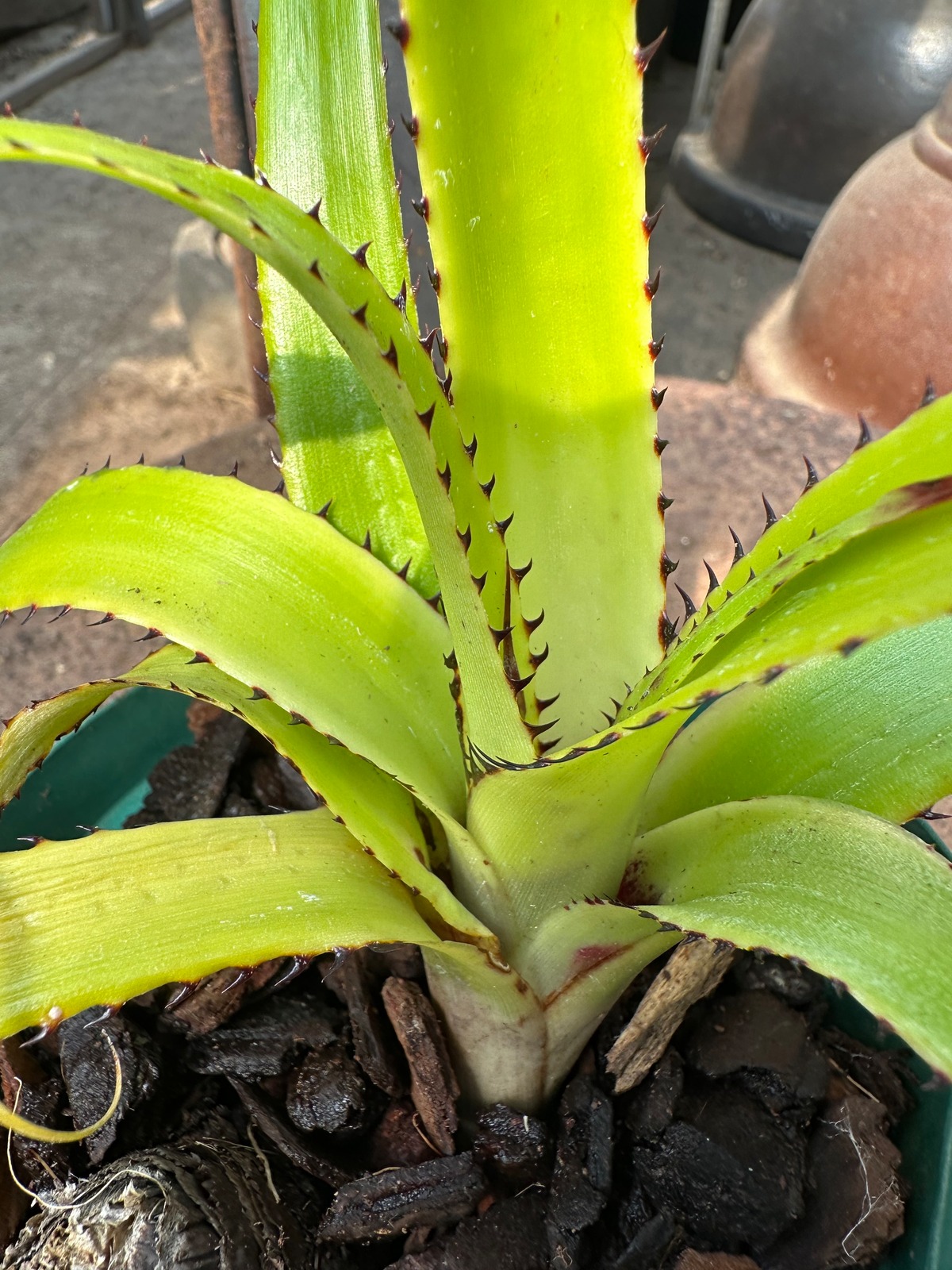 Aechmea triangularis | 雀草ナーサリー