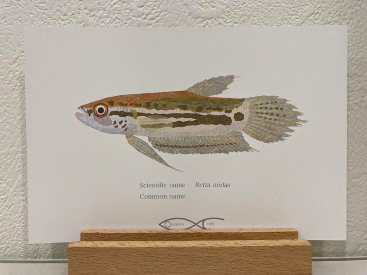 Betta midas Drawing Postcard | Osakanacraft
