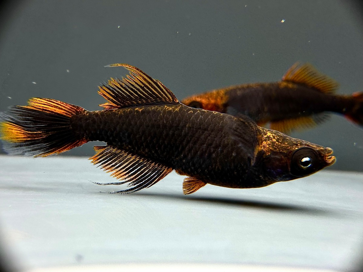 ENNMA北関東ブリード 夢幻 1ペア 122① | 目高工房江戸