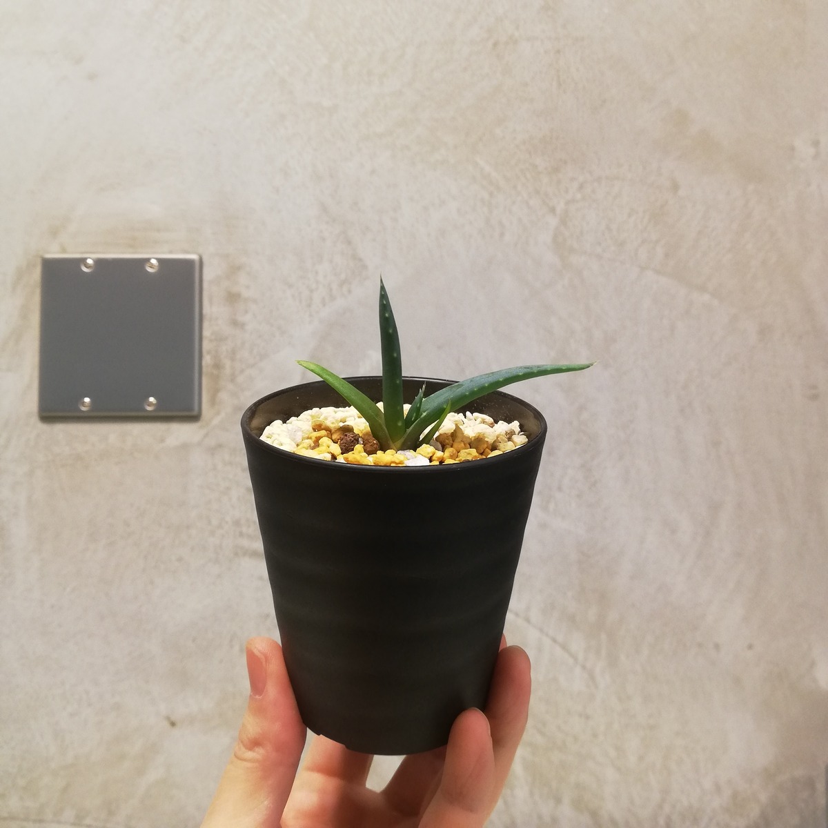 【鉢セット】ブックアロエ 実生苗 | Moon-River-Sanctuary