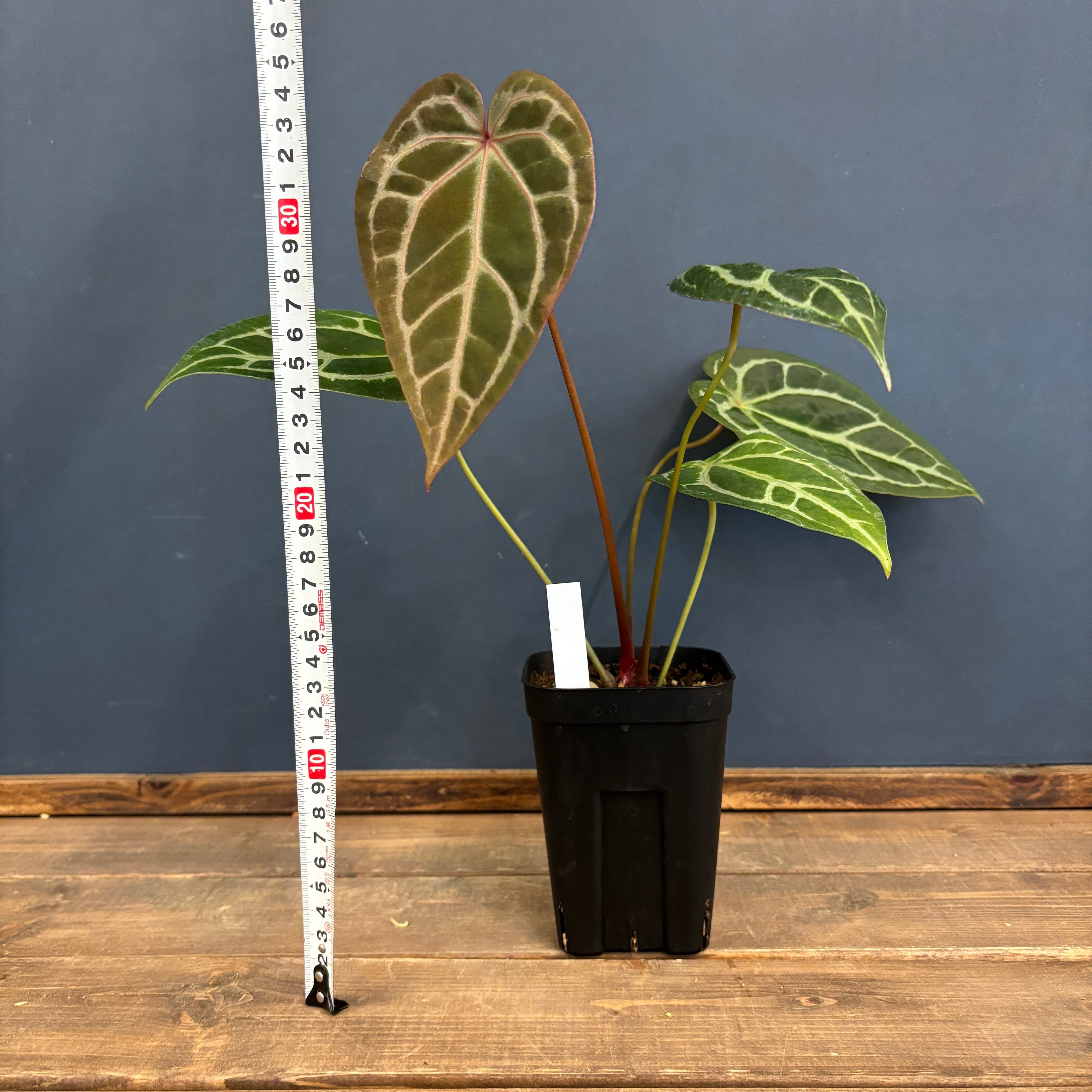 アンスリウム magnificam 'Silver' × (Michell × Zara F3)【610】 | PROTOLEAF プロトリーフ