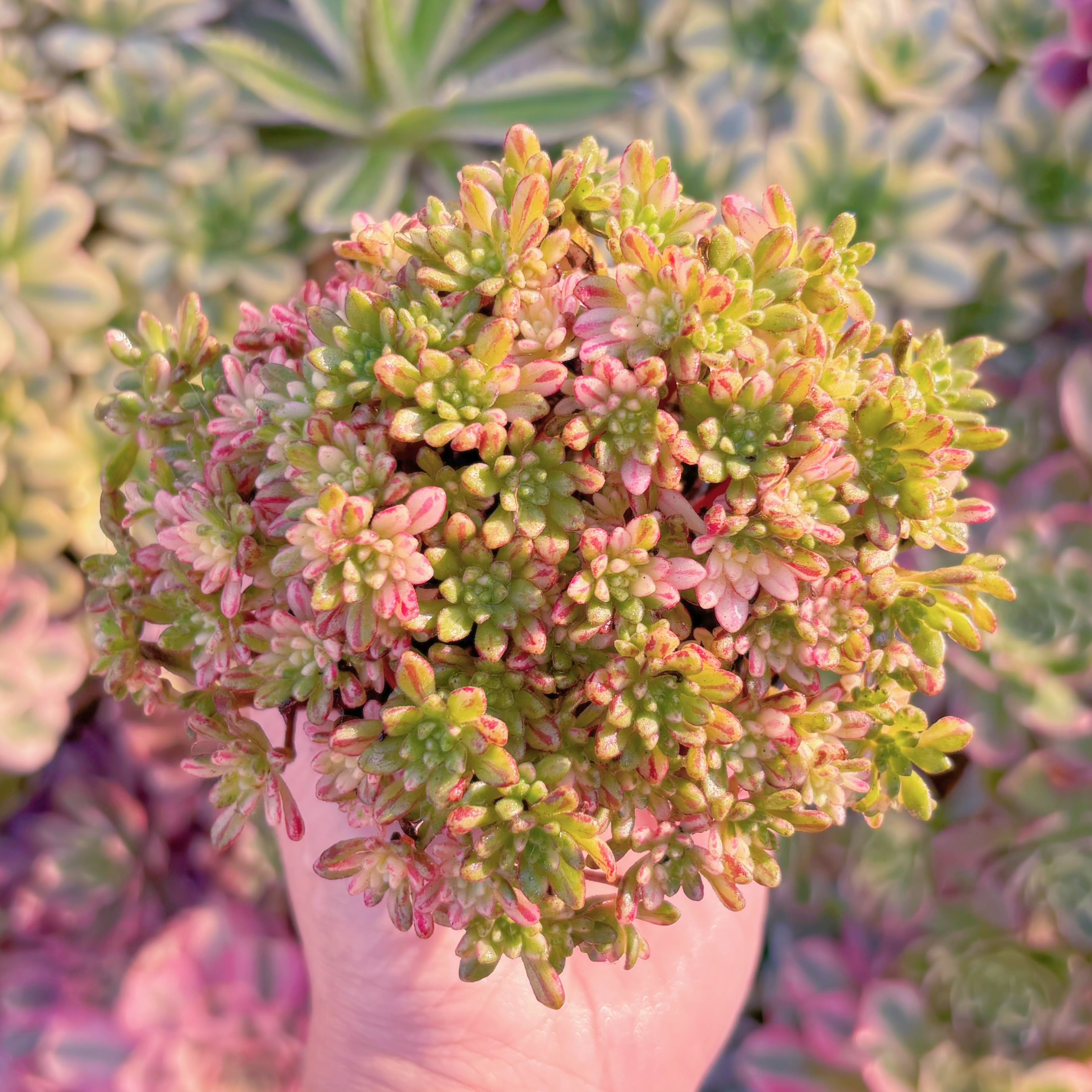 現品 小人の祭り錦#M204 るる農園 | るる農園~多肉植物専門