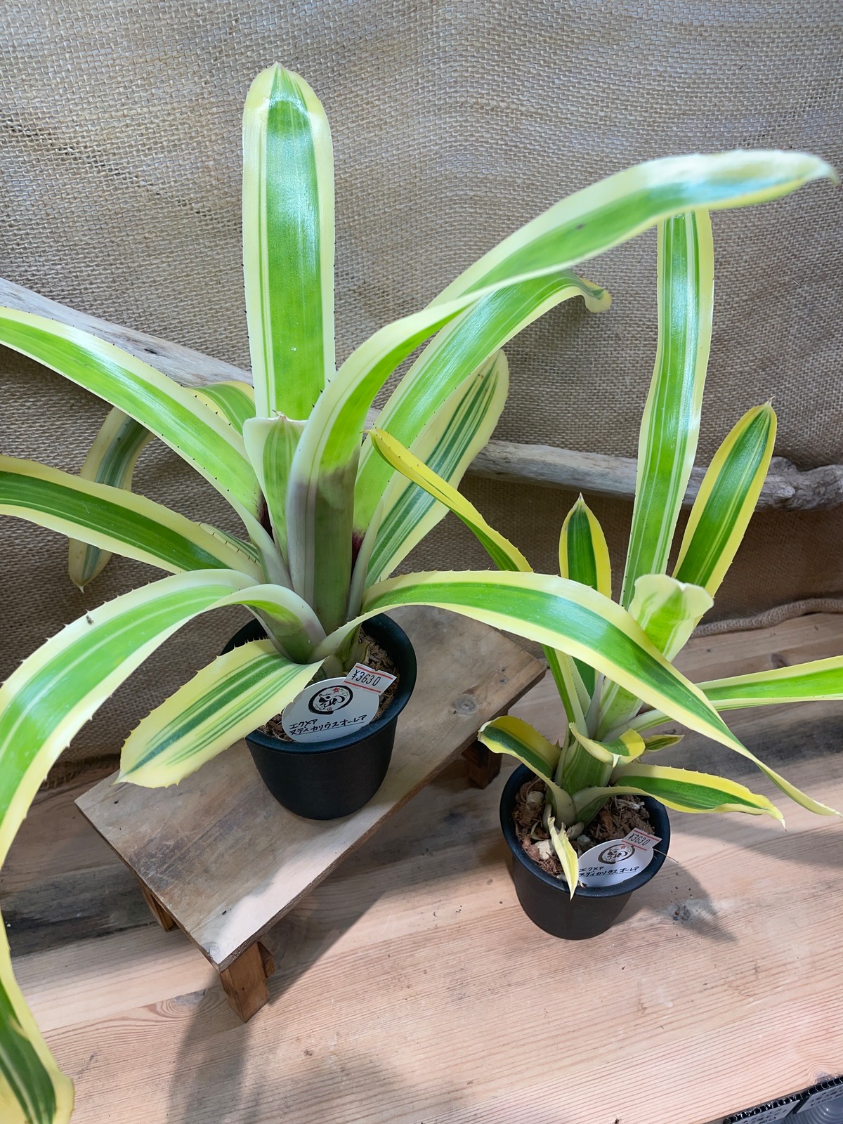 エクメア ヌディカリウス オーレア | Gardenえん 【観葉熱帯植物・多肉植物】