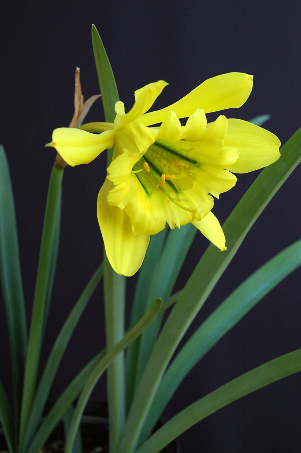 【球根】パラモンガイア Paramongaia weberbaueri【1球】 | 三宅花卉園オンラインショップ