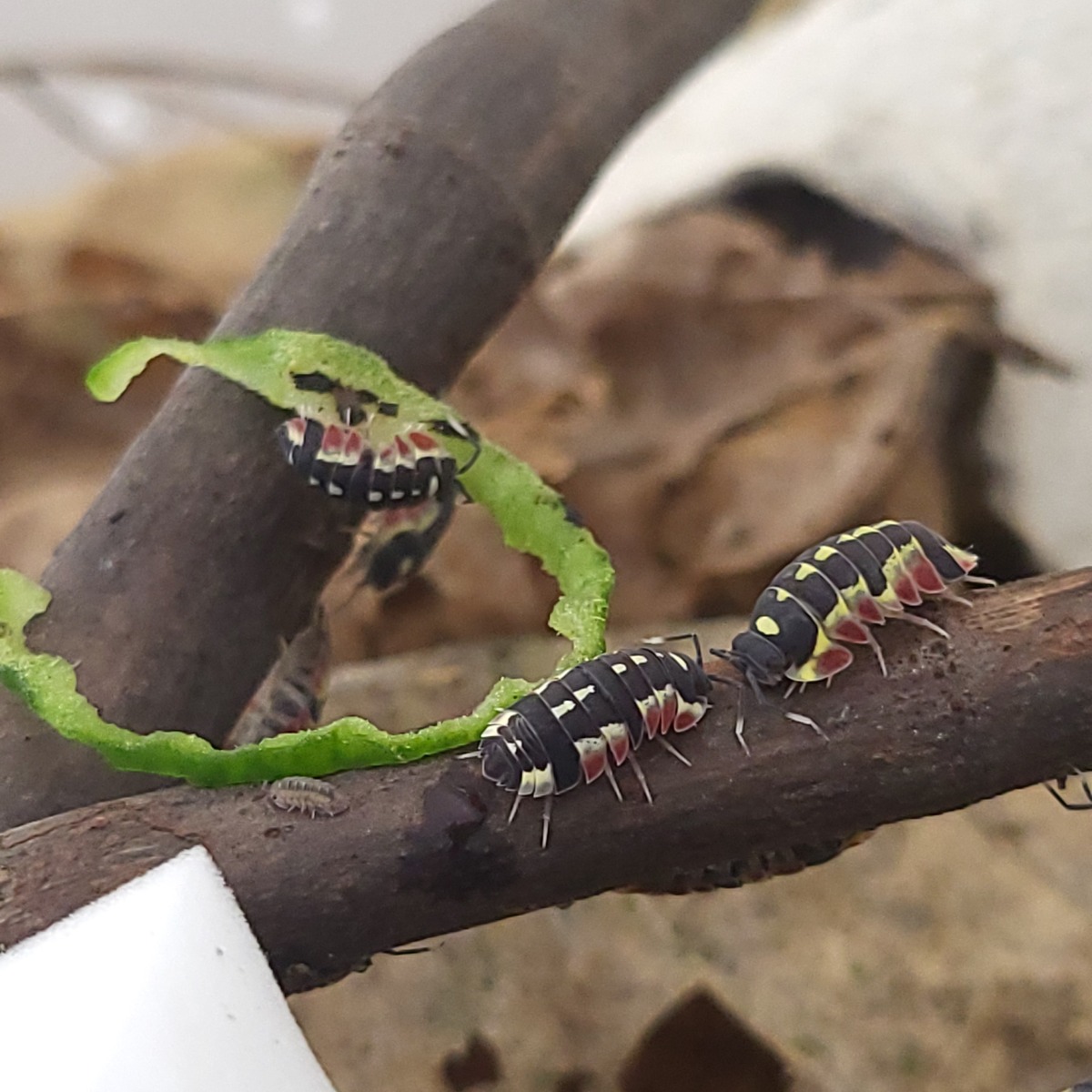 レッドディアブロ | BUG.st