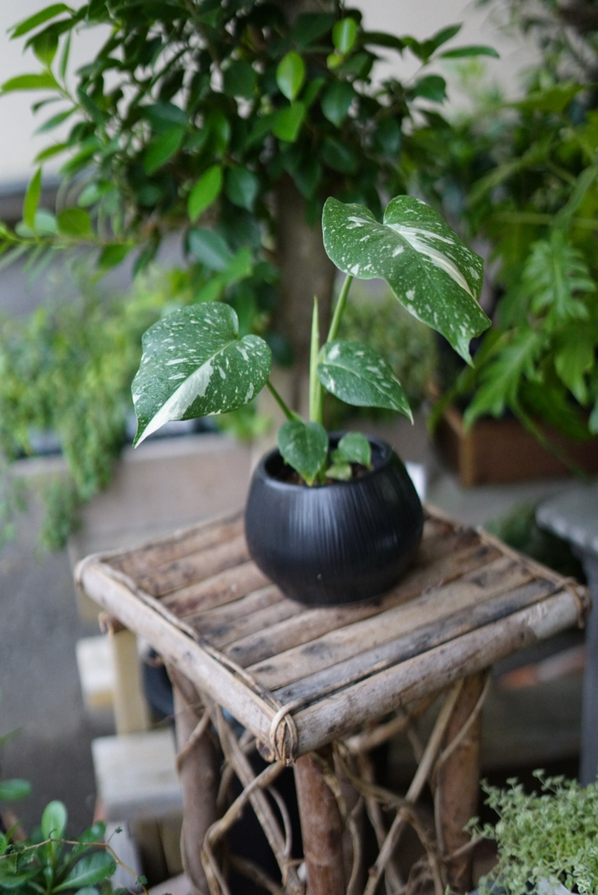 モンステラ 斑入り | K2 plants gallery