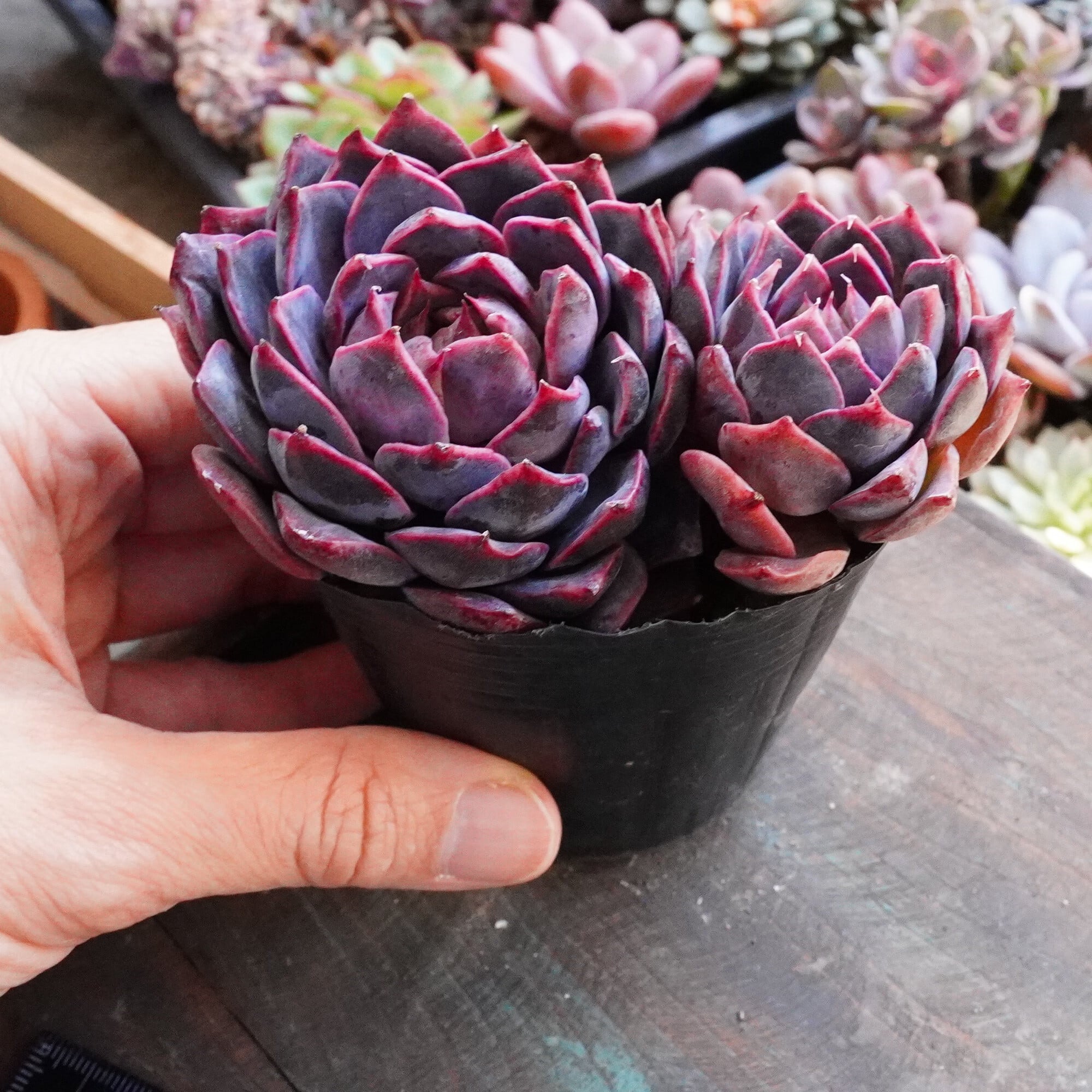 【ディオール 1】紫色 韓国多肉 人気 再入荷！ | E-TANIKU