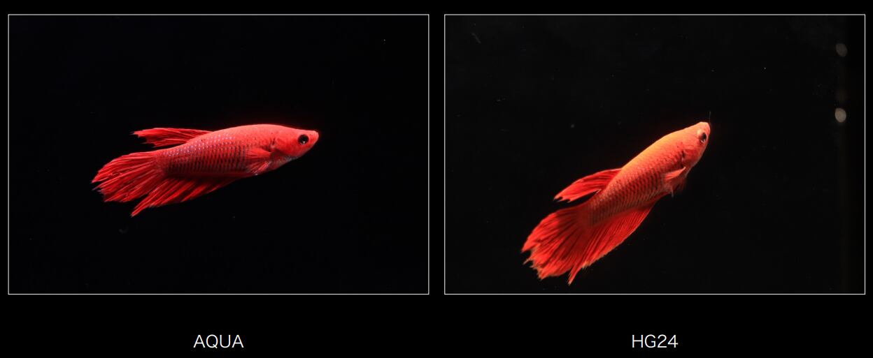 Helios AQUA LED HA20（スポット型アクアリウム専用ライト） | JPP ONLINE