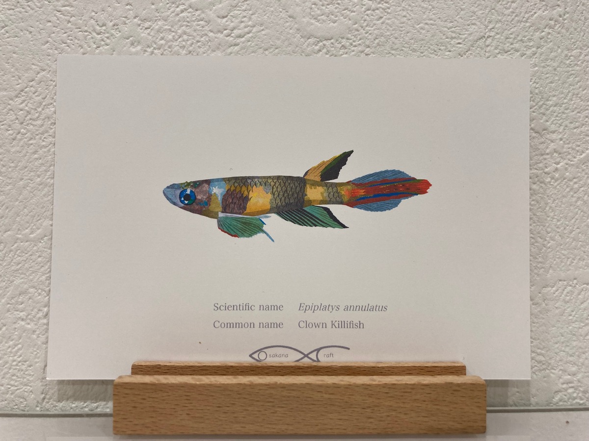 Epiplatys annulatus(Clown Killifish) Drawing Postcard | Osakanacraft