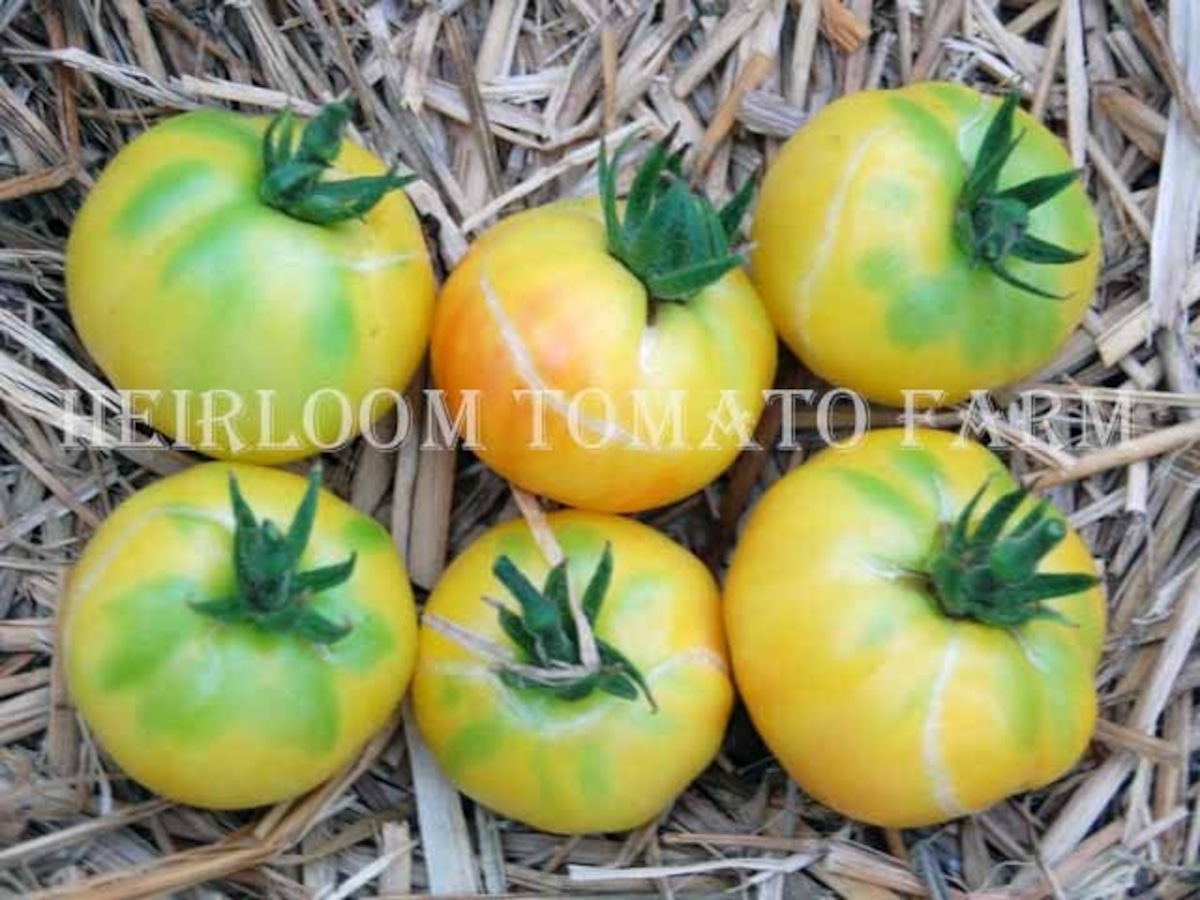 Heirloom Tomato® Candy Stripes Yellow Cherry エアルーム・トマト・キャンディ・ストライプ・イエロー ...