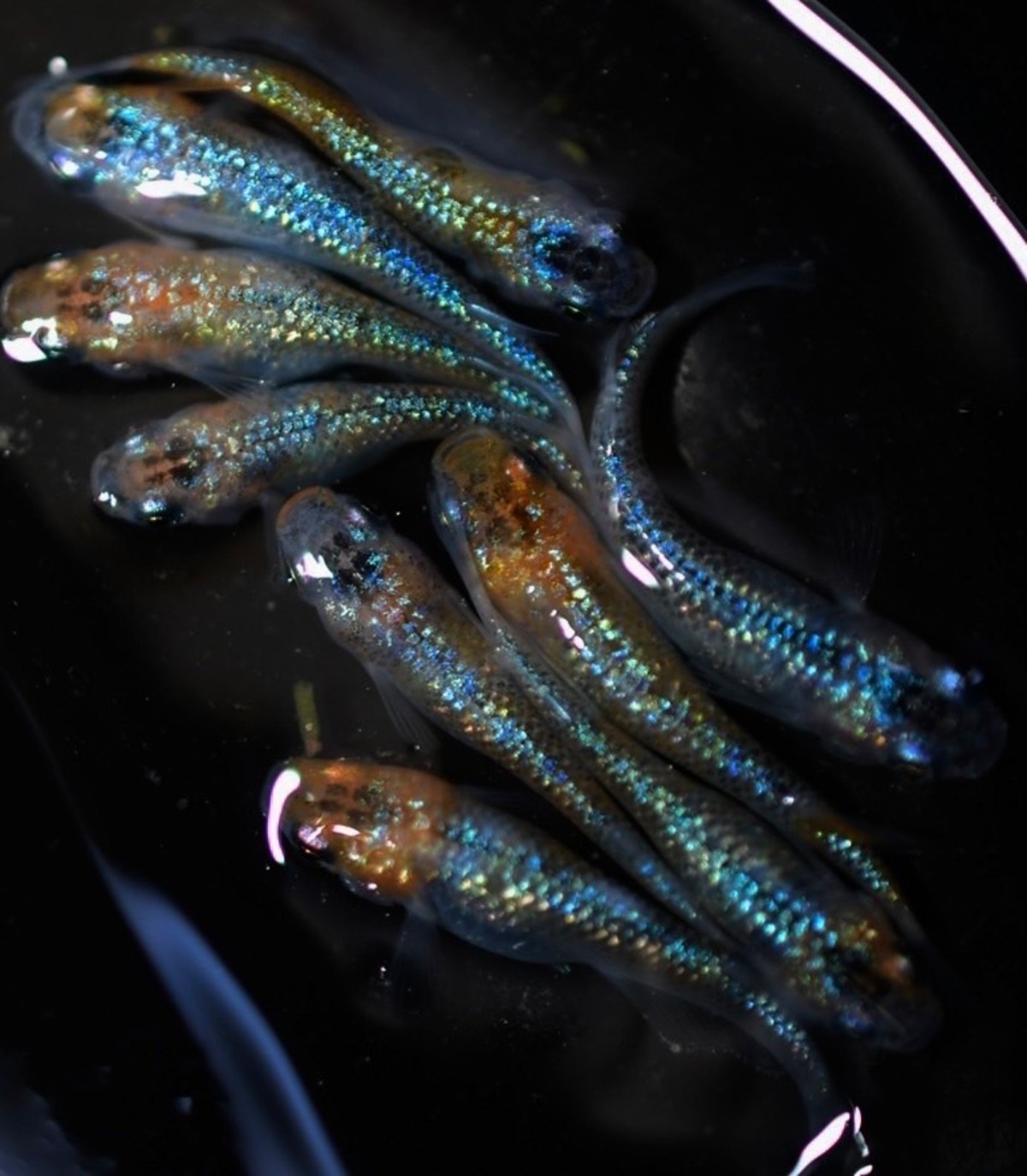 Japanese ricefish eggs20＋α tennkai aquarium Medaka tropical fish rice ...