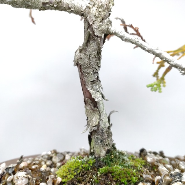 檜（ヒノキ）盆栽 S005 | 盆栽創【Bonsaisou】