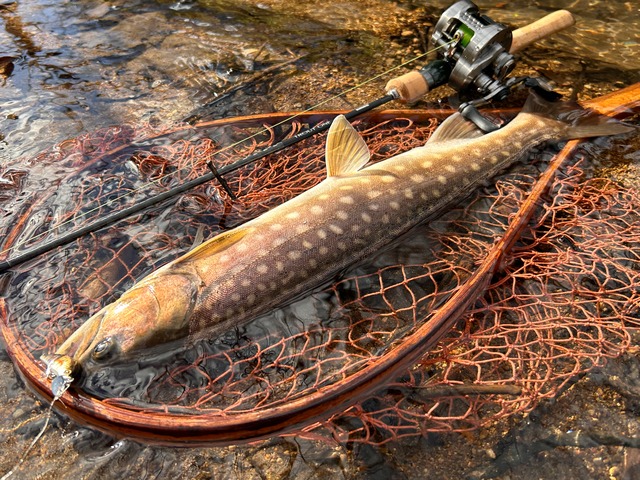 SHIMANO REFRAIN リフレイン45XS BOTTOM Spec | Fishing Tackle BLUE MARLIN