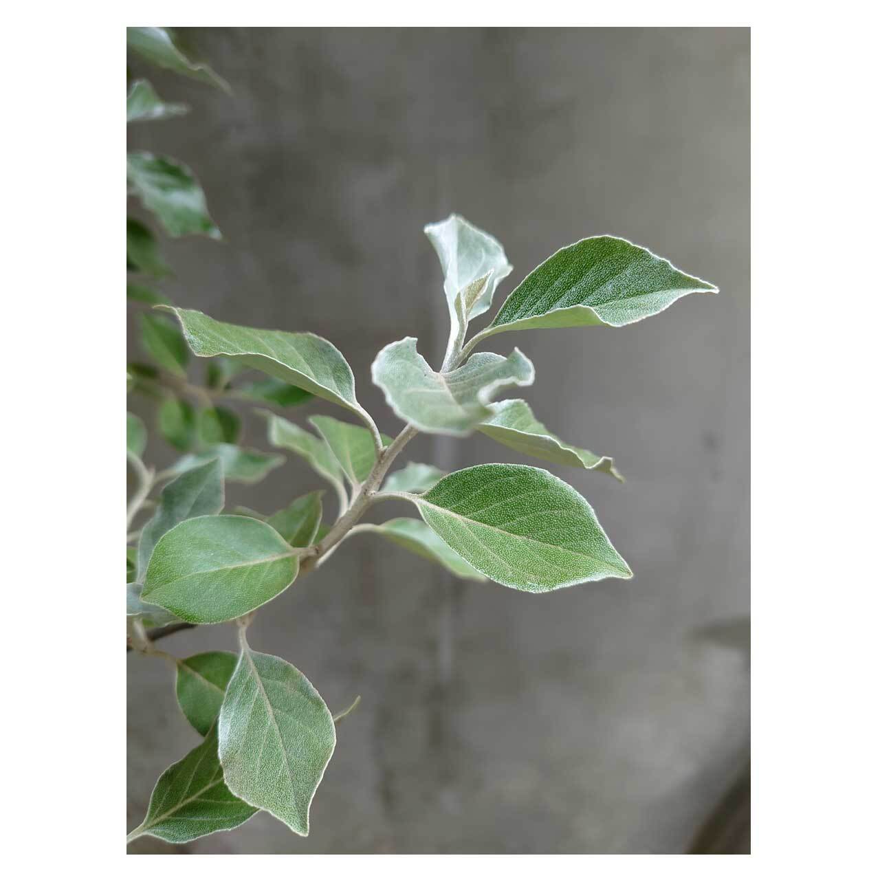 Elaeagnus umbellata | Seeding