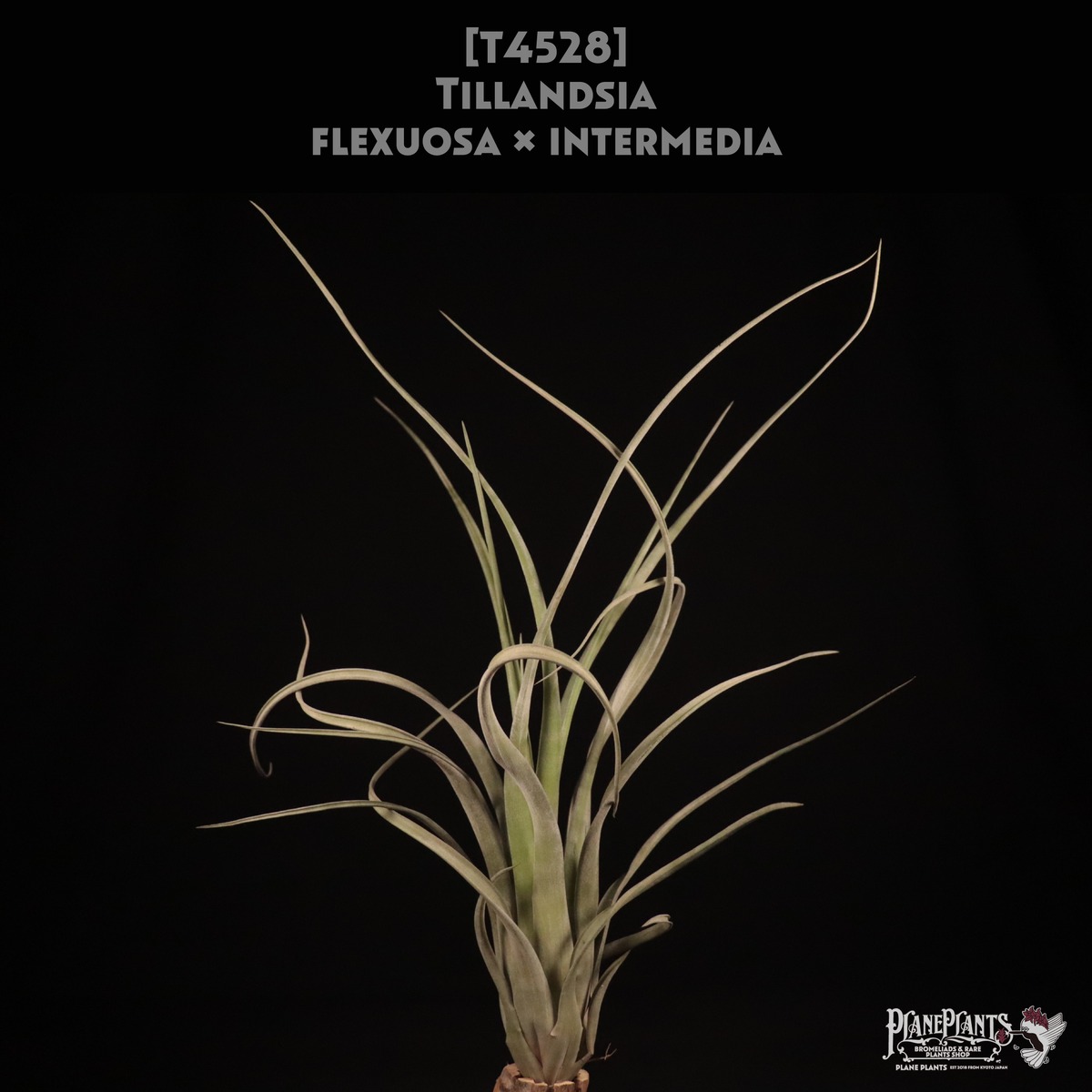 【送料無料】flexuosa × intermedia〔エアプランツ〕現品発送T4528 | plane plants
