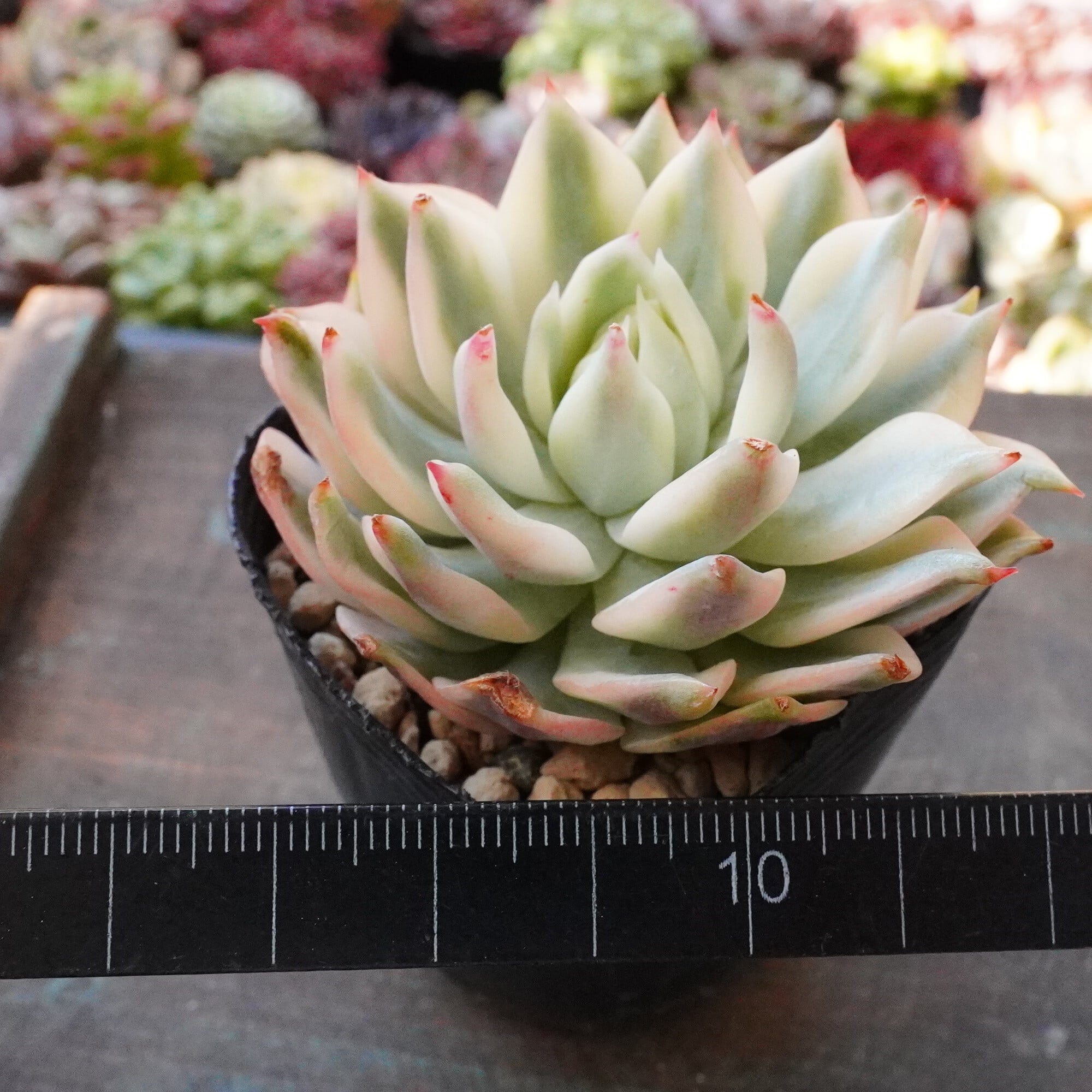 【プリズム錦】エケベリア 斑入り 激レア | E-TANIKU