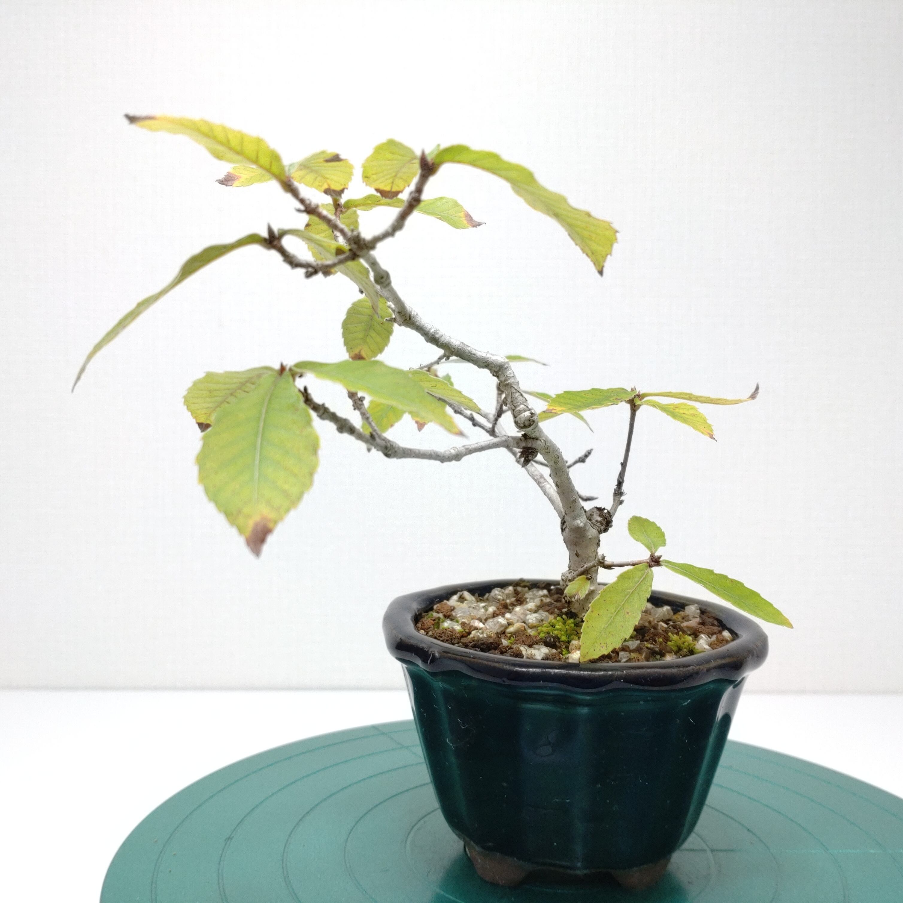 小楢（コナラ）盆栽 S008 | 盆栽創【Bonsaisou】