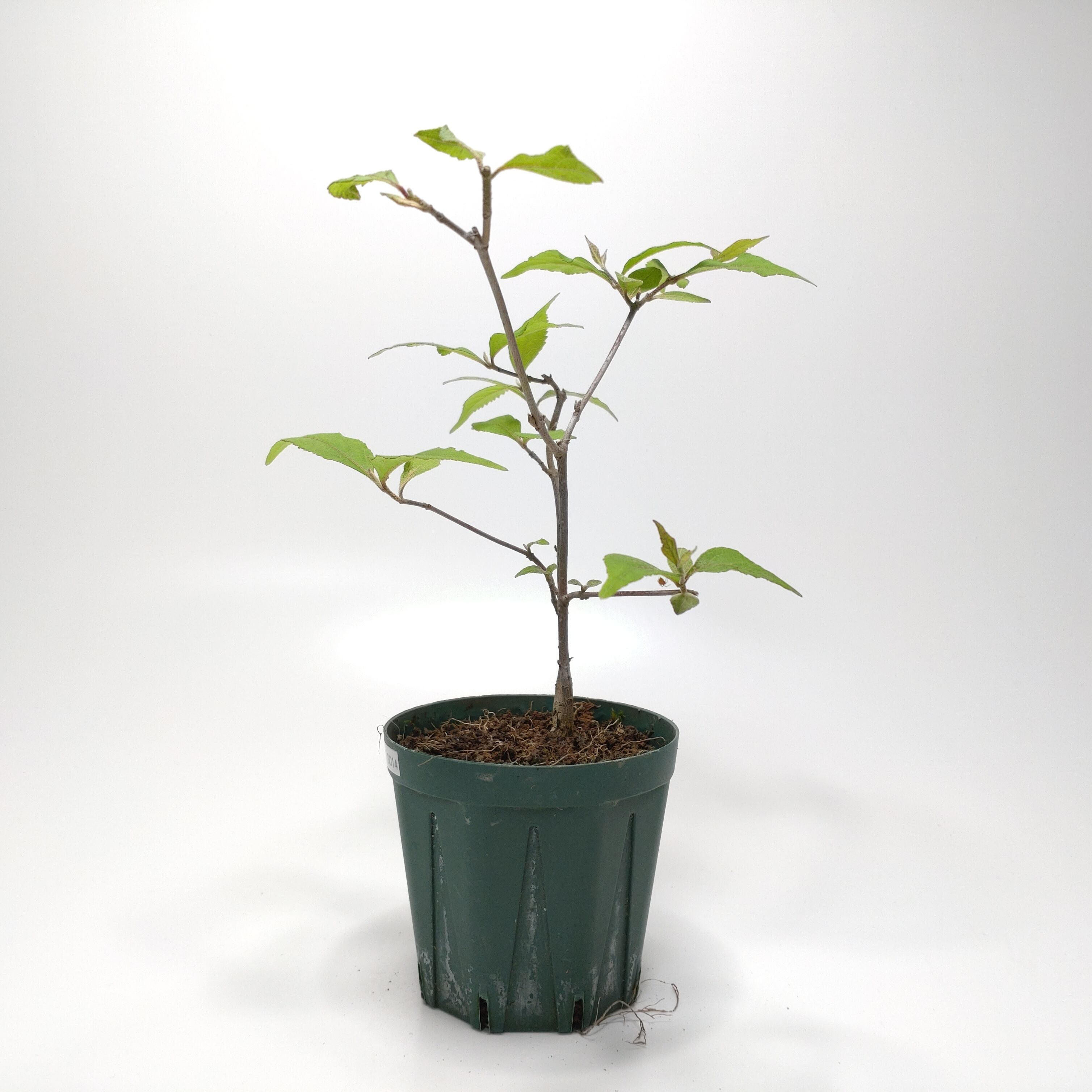 ムラサキシキブ（紫式部）S014 | 盆栽創【Bonsaisou】