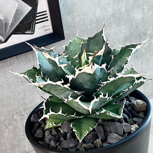 agave titanota solar eclipse アガベ チタノタ ソーラーエクリプス 【季節班】【 観葉植物】【多肉植物 ...