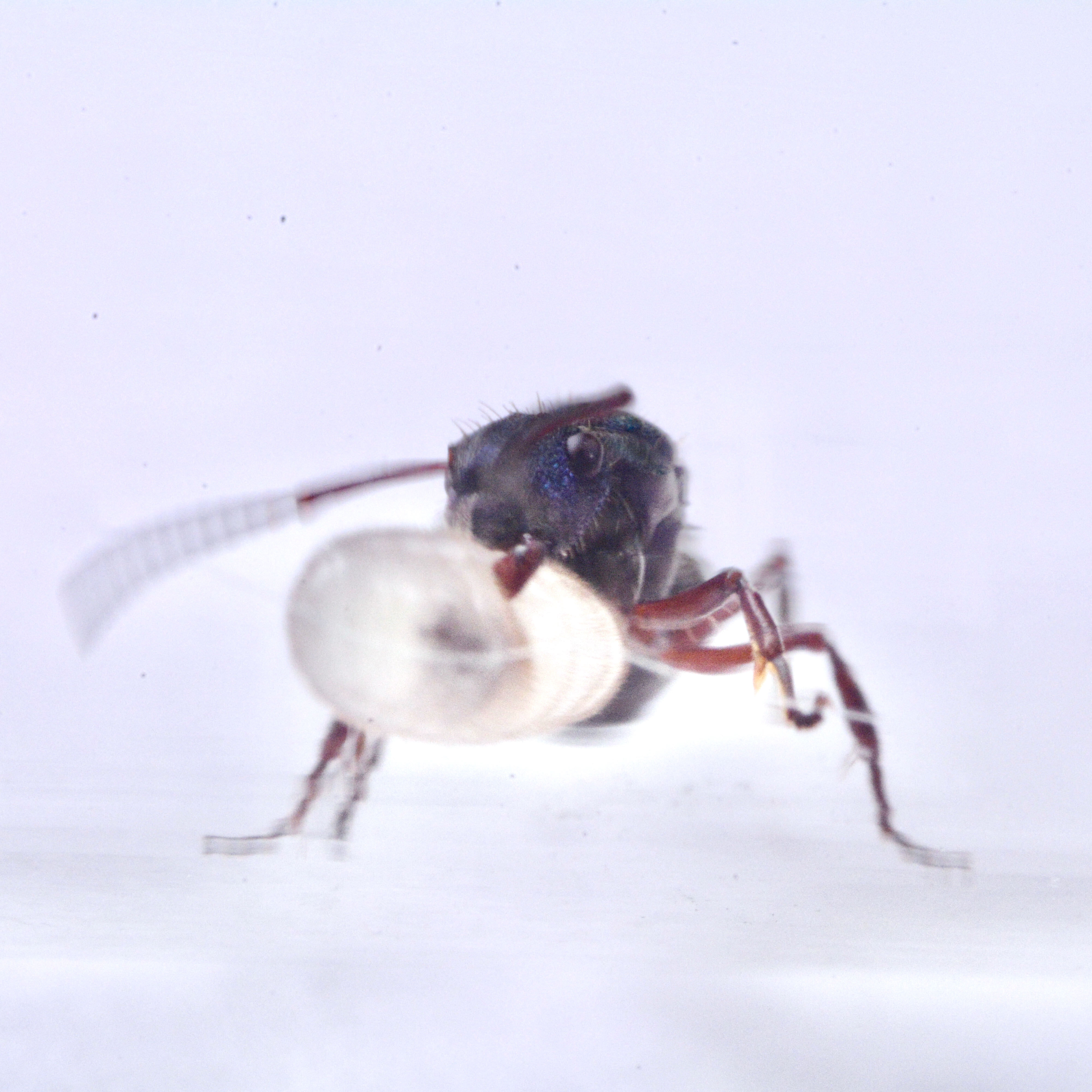 Polyrhachis(トゲアリ) | 女王アリの販売なら【ANT AND】