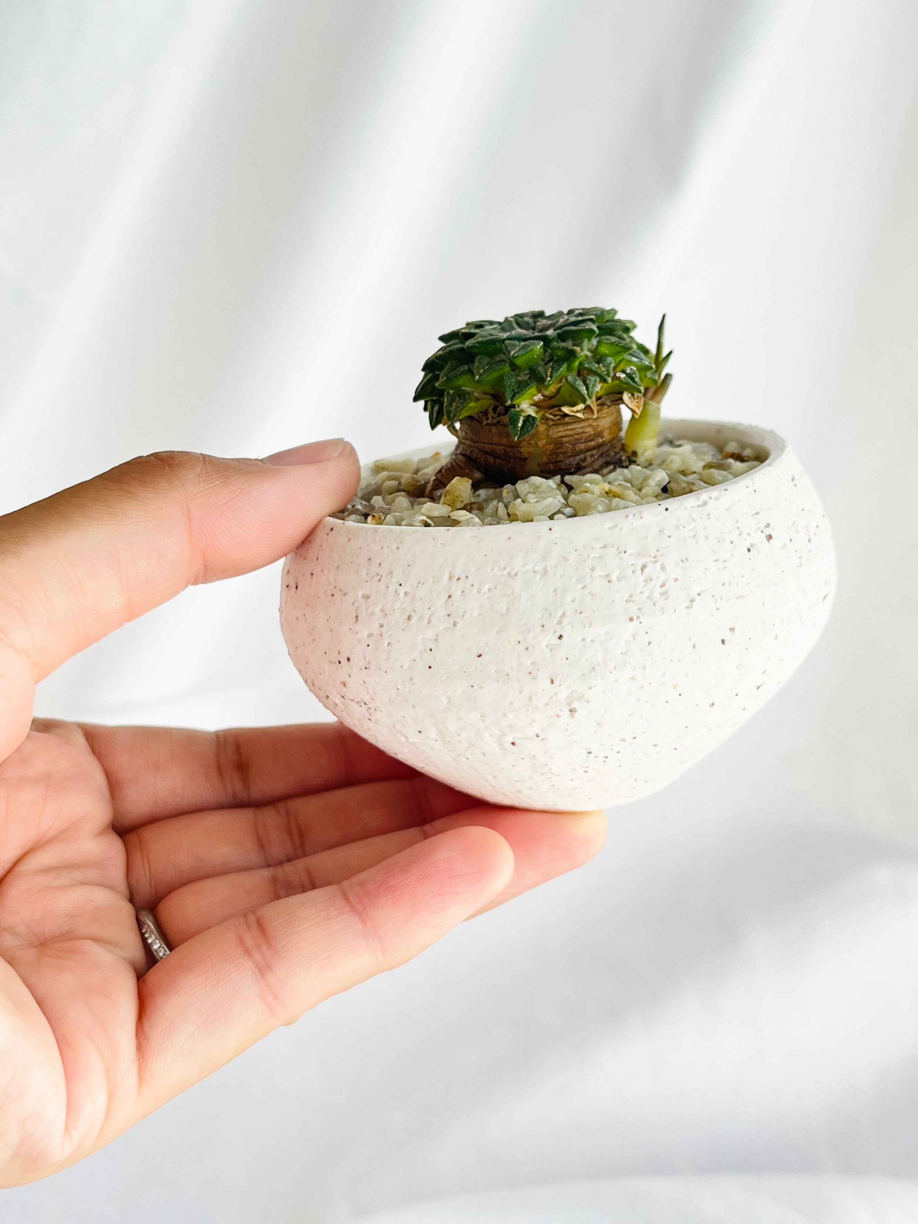 Ariocarpus kotschoubeyanus var.macdowell アリオカルプス 姫 Ariocarpus kotschoubeyanus var.macdowell アリオカルプス 姫