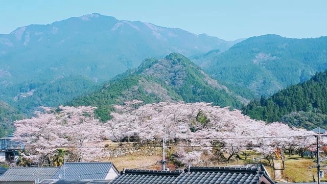 【ばうむ合同会社】【焼酎】CEL24で作る焼酎「KIRSCHBAUM ゴールド720ml」 | 土佐れいほくふるさとマーケット