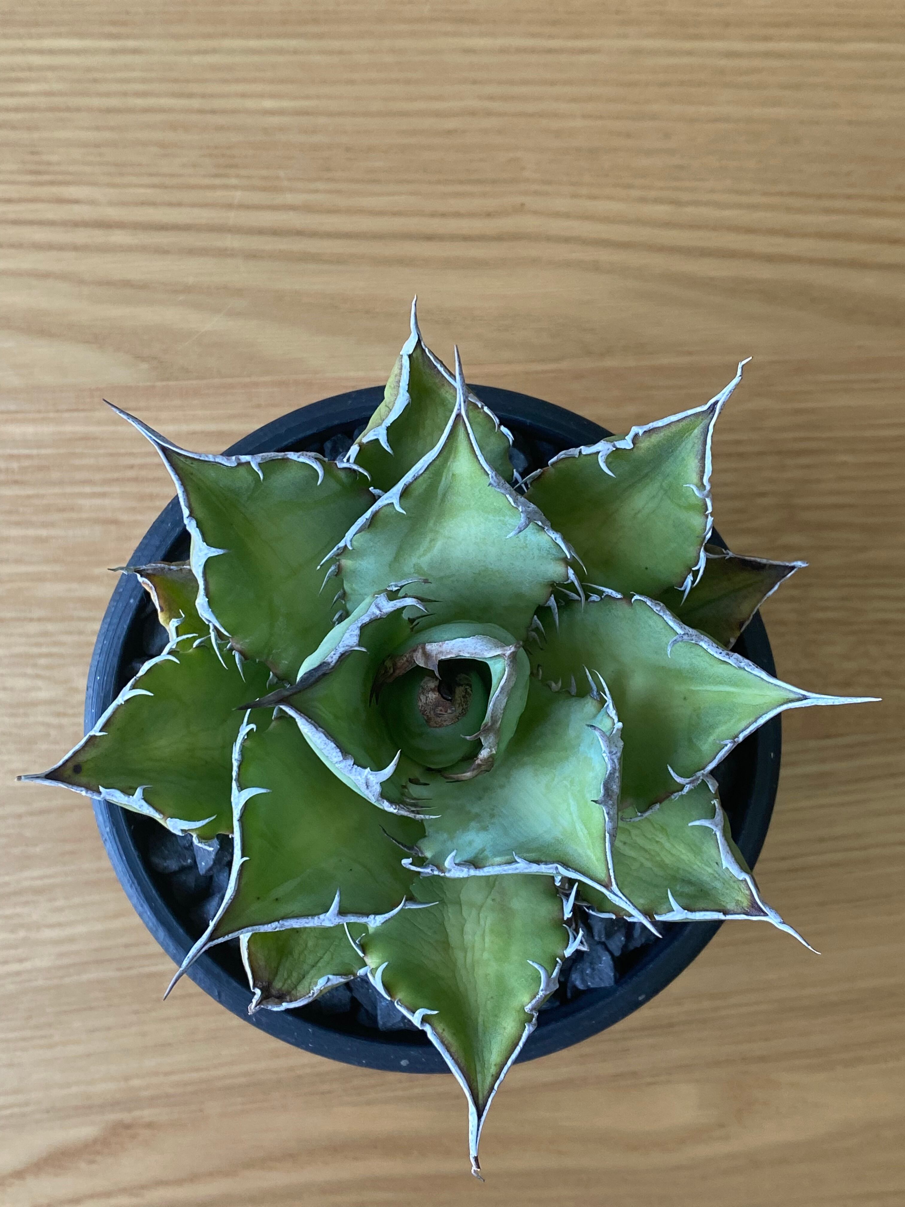 agave titanota fish spine 魚刺 中株 | GARAGE