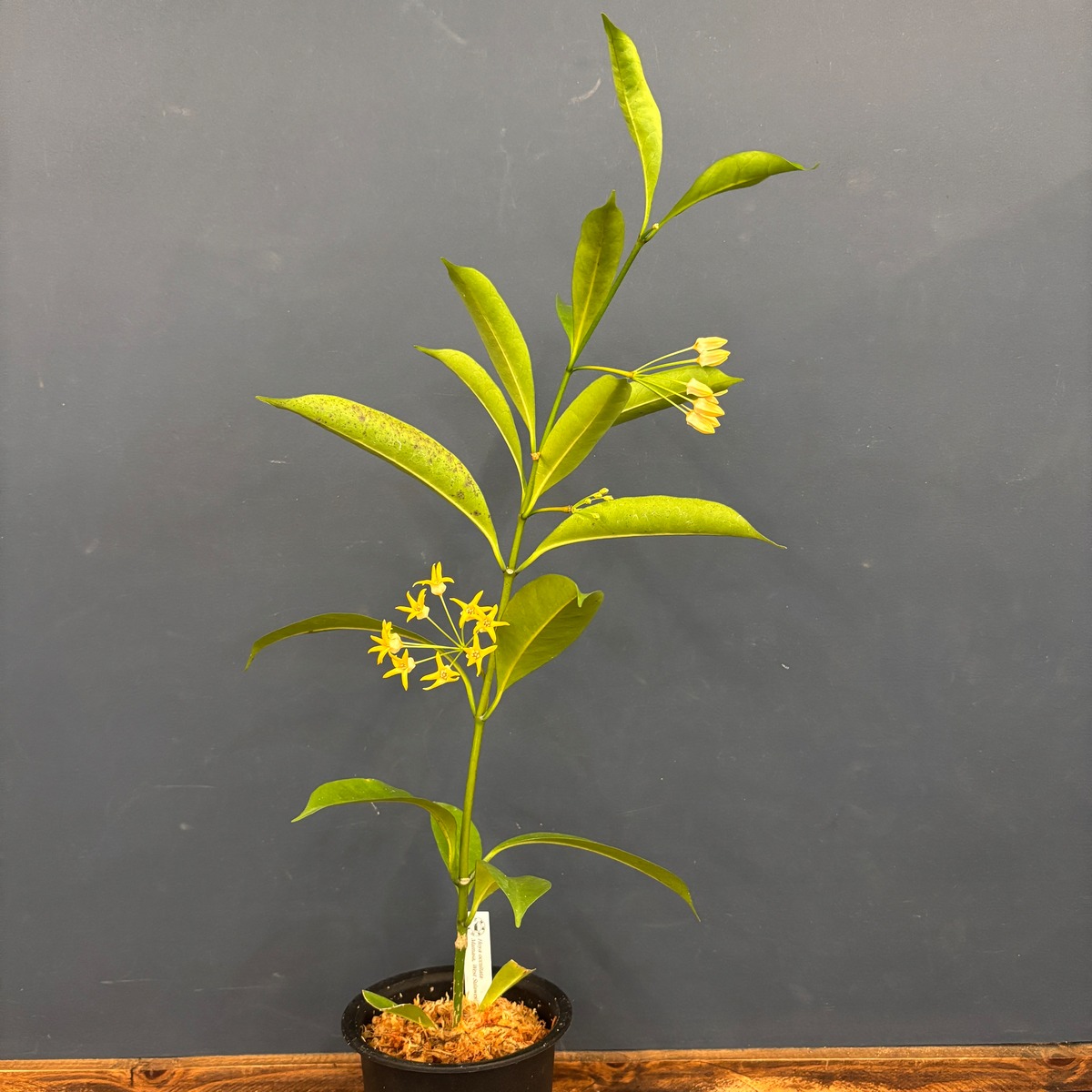 ホヤ occultata【325】 | PROTOLEAF プロトリーフ