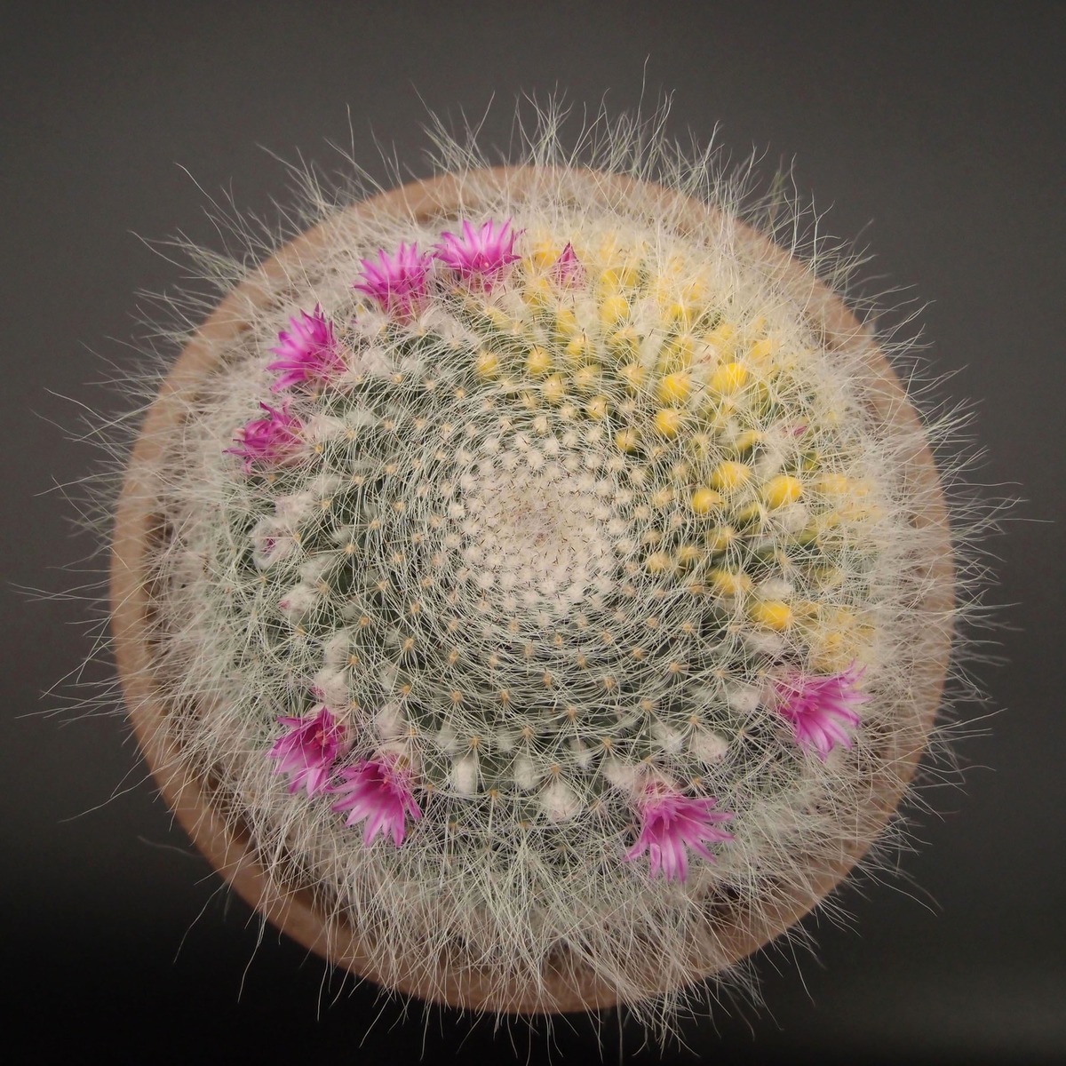 玉翁錦 (B02)：マミラリア属 ※実生 | 万緑 BAN RYOKU