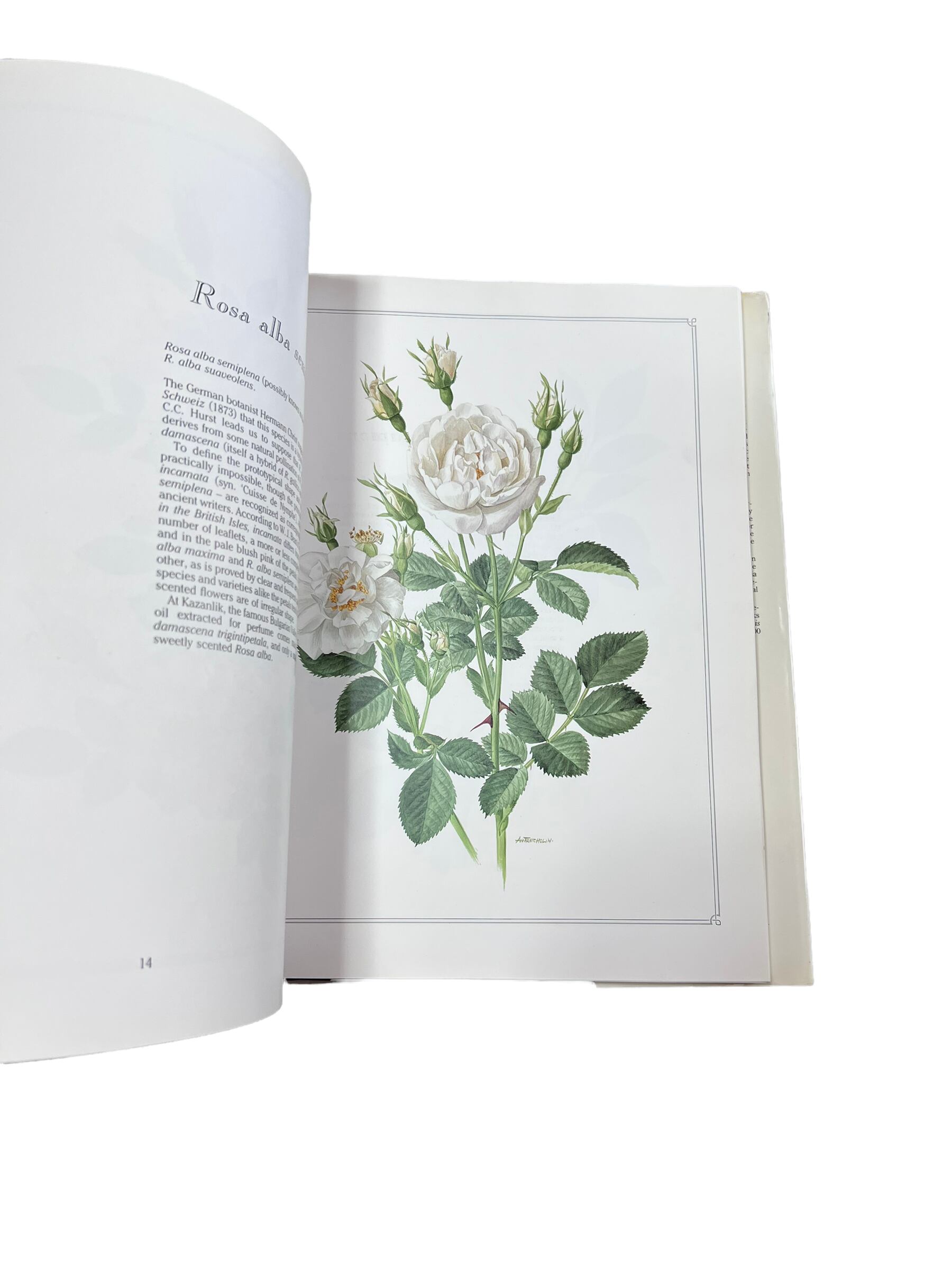 【The Language of Roses】洋書 薔薇の画集 イラスト集 古本 | artbookano